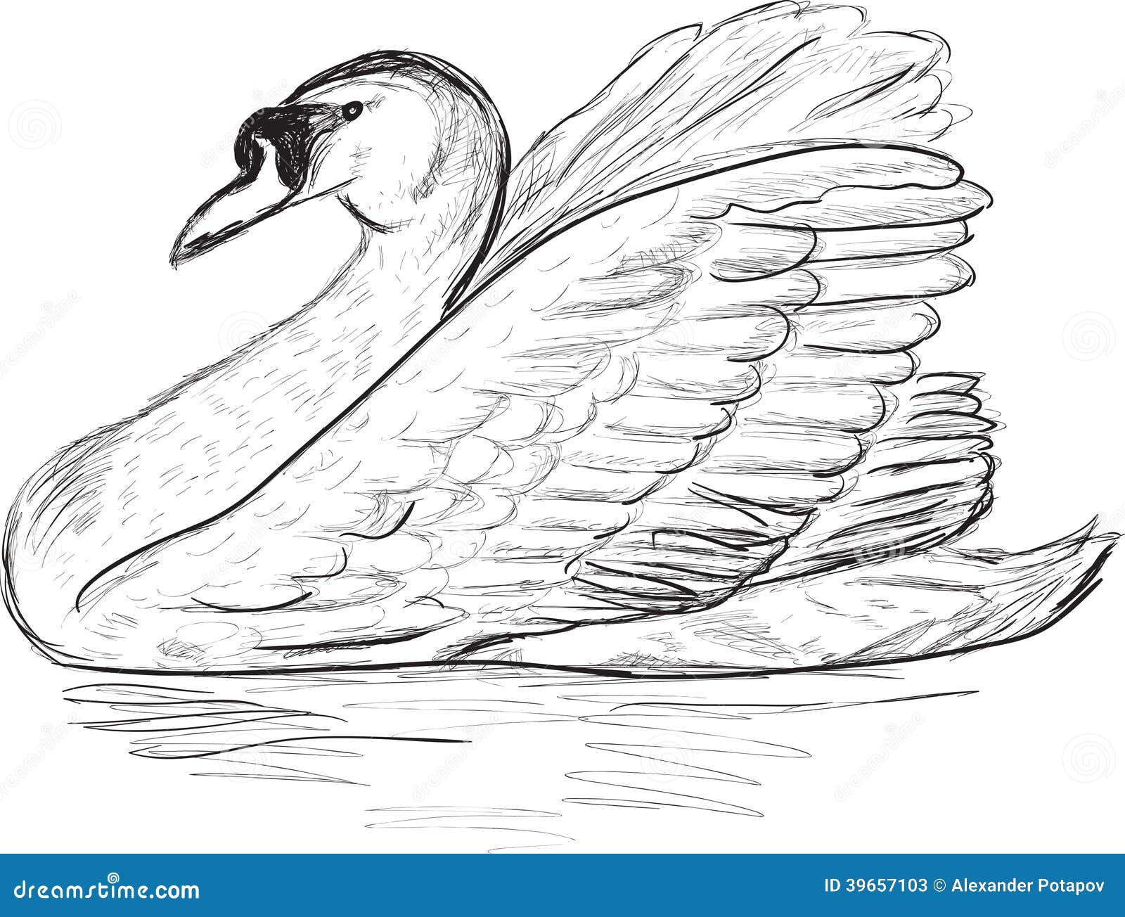 Swan Sketch on White Background Stock Vector - Illustration of wing ...