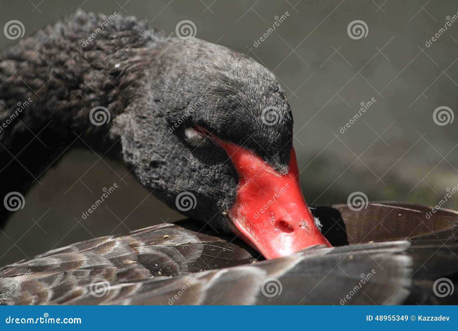Swan Sleep stock image. Image of black, feathers, bird - 48955349