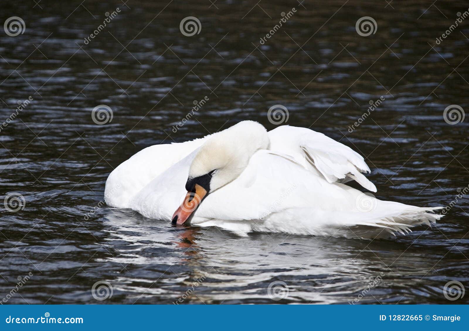 Swan Sleeping stock image. Image of sleep, dreaming, lake - 12822665