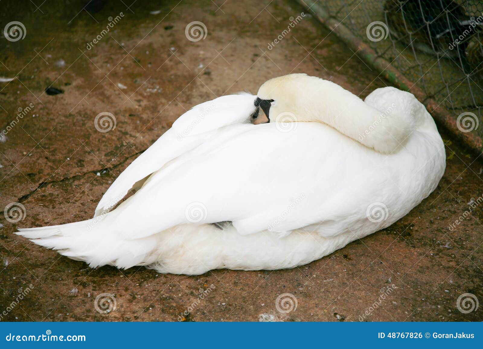 Swan sleeping on floor stock photo. Image of color, swan - 48767826