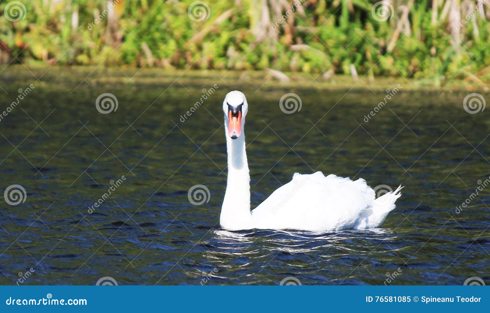 Swan stock image. Image of environment, sleepping, abstract - 76581085