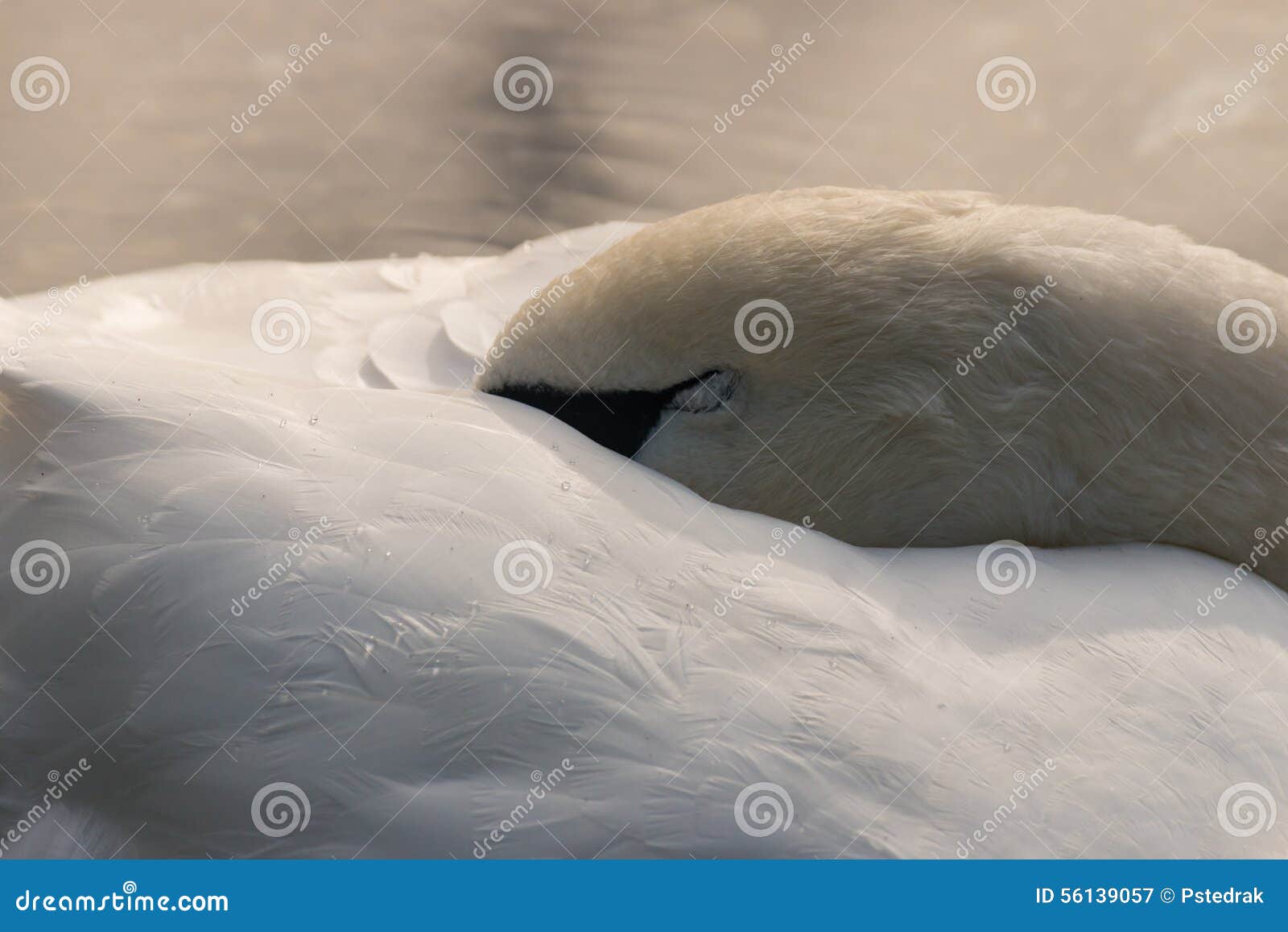 Swan sleeping on lake stock image. Image of sleeping - 56139057