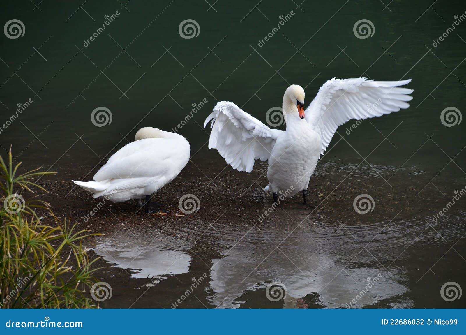 Swan Sleeping and Swan Wake Up in the Lake Stock Photo - Image of bird ...