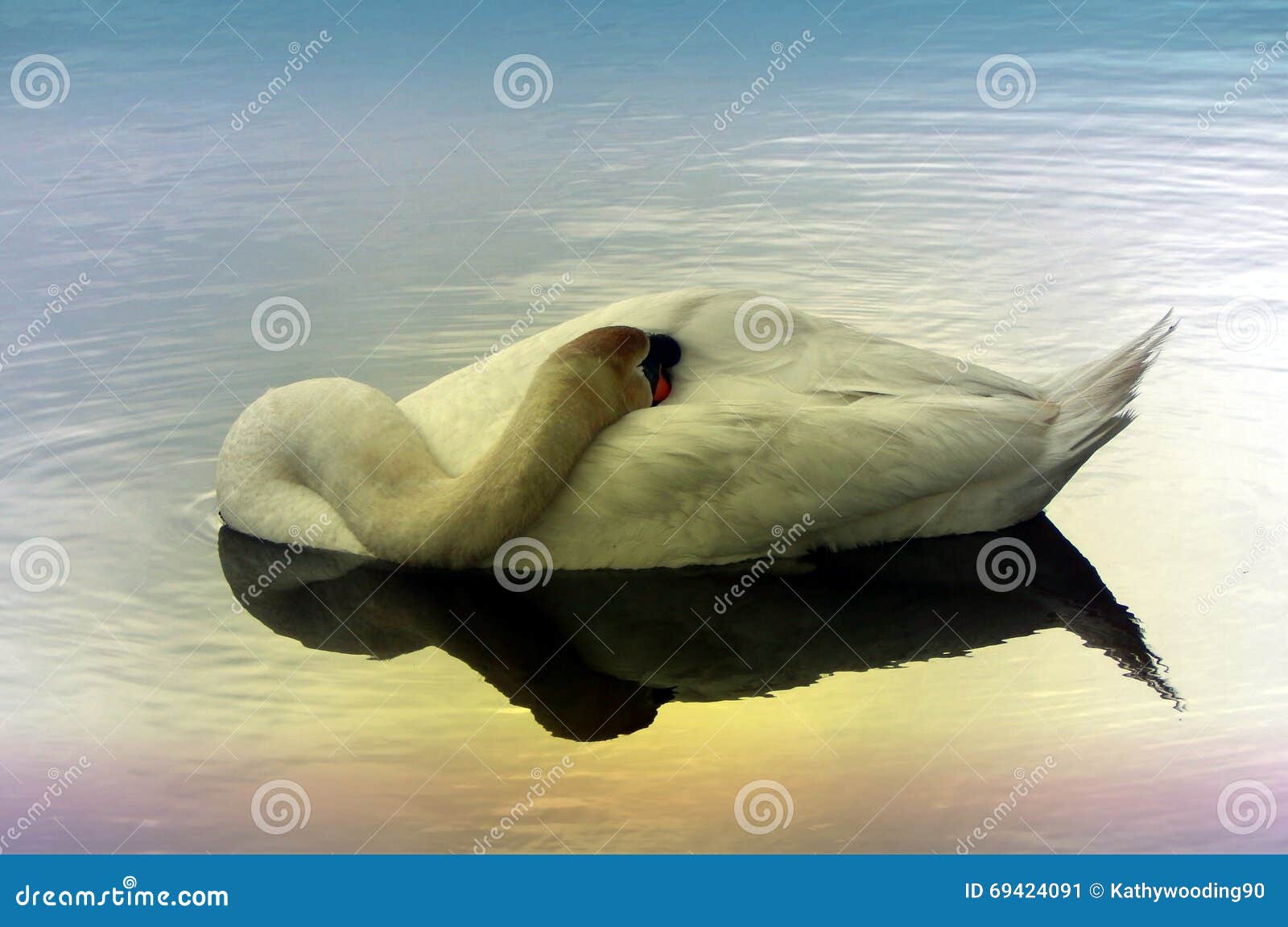 Swan Sleeping on the Water stock image. Image of sleep - 69424091
