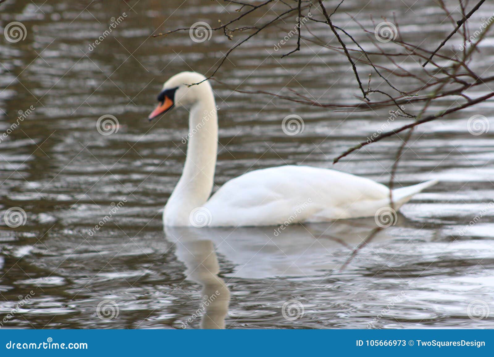 A Swan in the Pond always Alone Stock Image - Image of left, cold ...