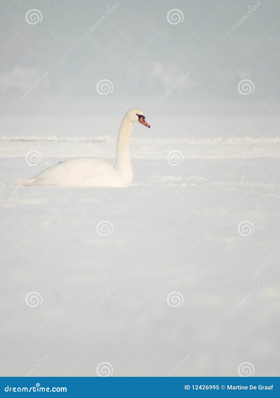 Swan in Snow stock image. Image of colours, cygnus, peaceful - 12426995