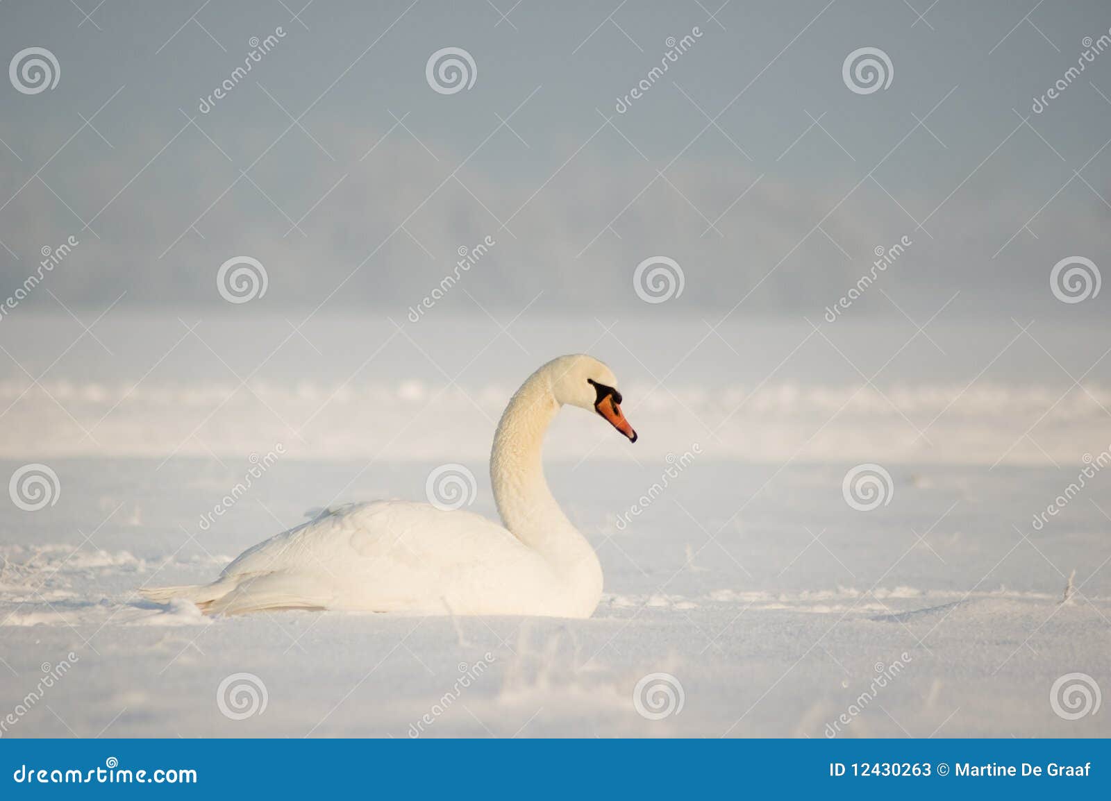 Swan in Snow stock image. Image of grace, rest, pure - 12430263