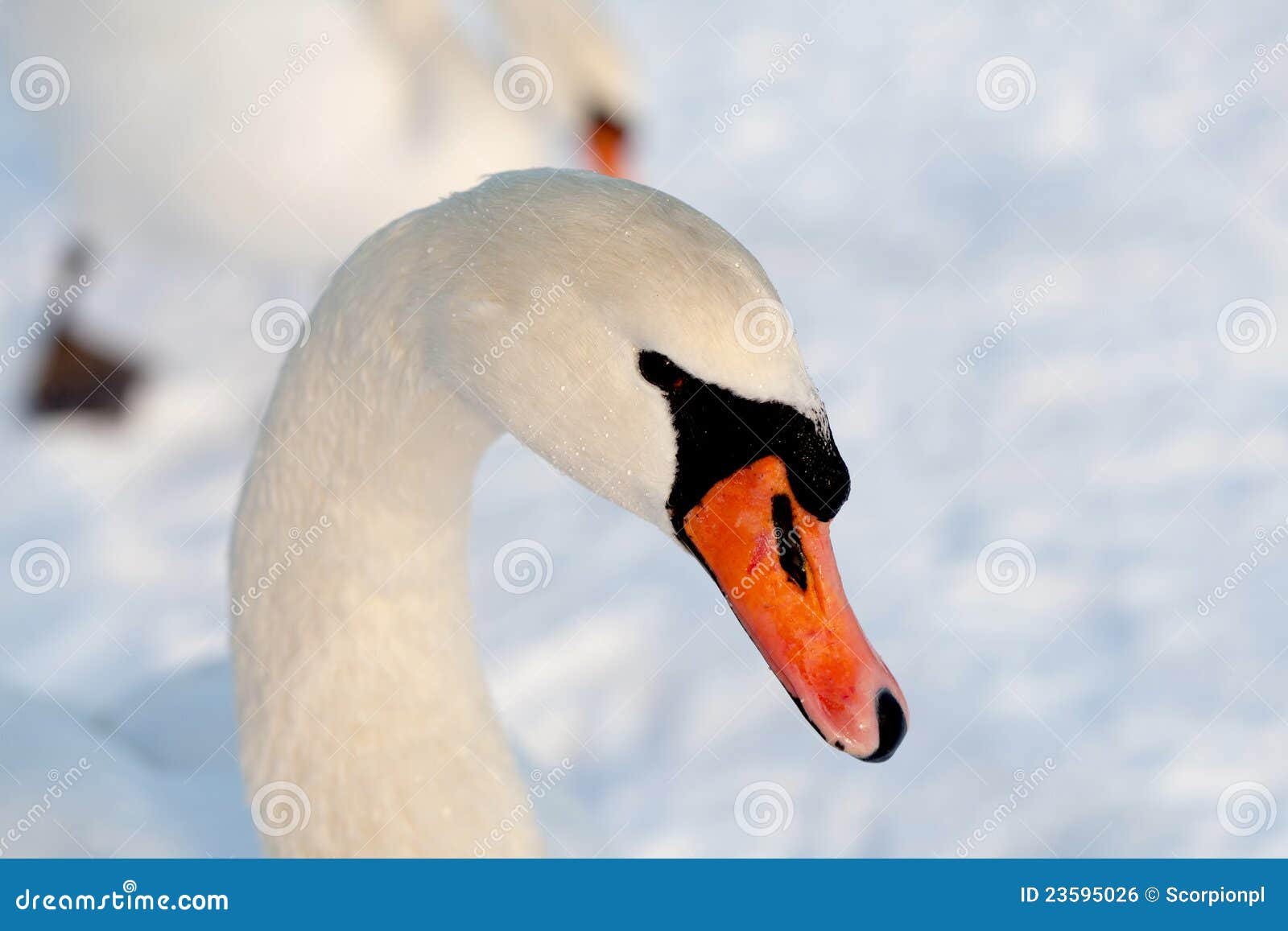 Swan on snow. stock photo. Image of nature, calm, plumage - 23595026