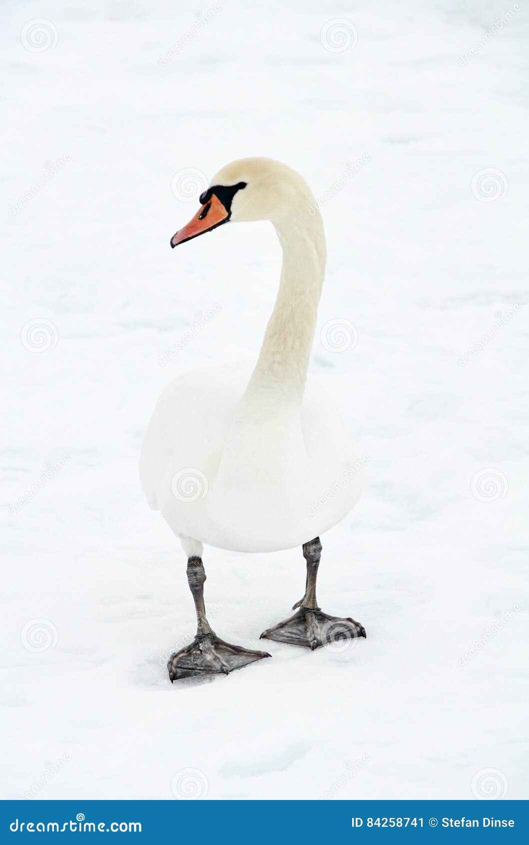 Swan in snow stock image. Image of daytime, snowy, single - 84258741