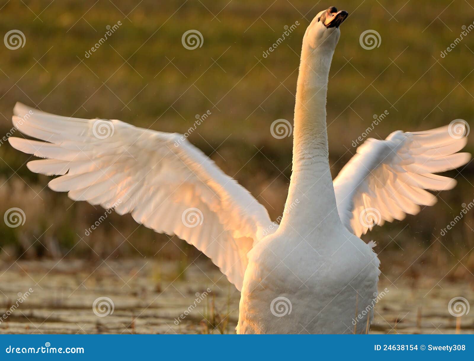 Swan Wings Spread