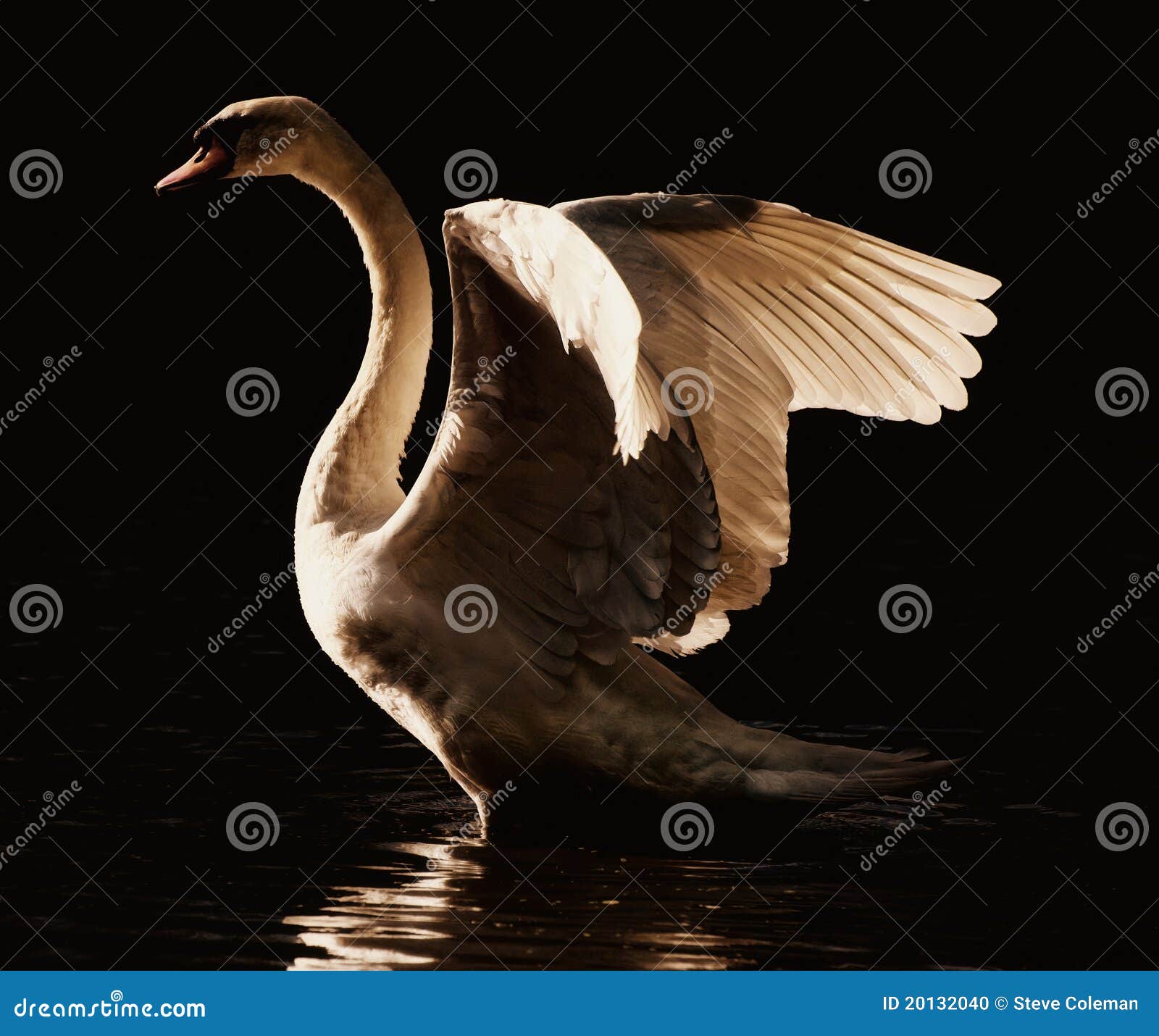 Swan spreading its wings stock photo. Image of shadow - 20132040
