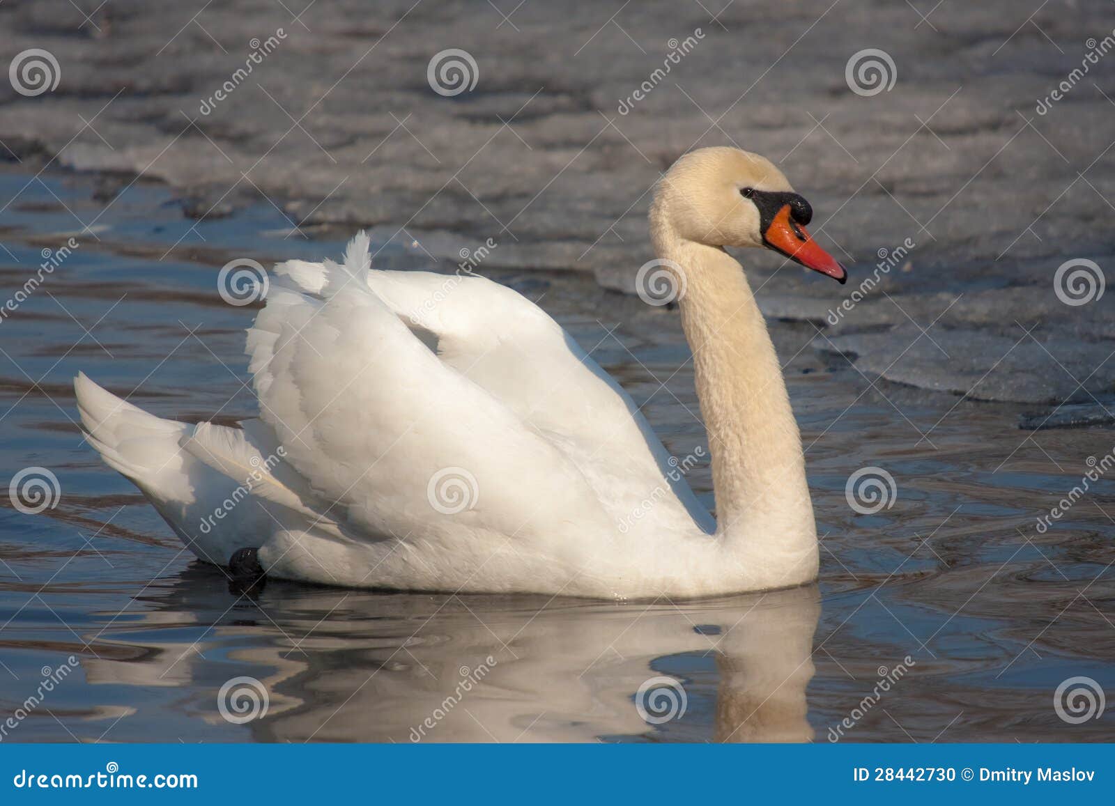 Swan in the spring stock photo. Image of beauty, color - 28442730
