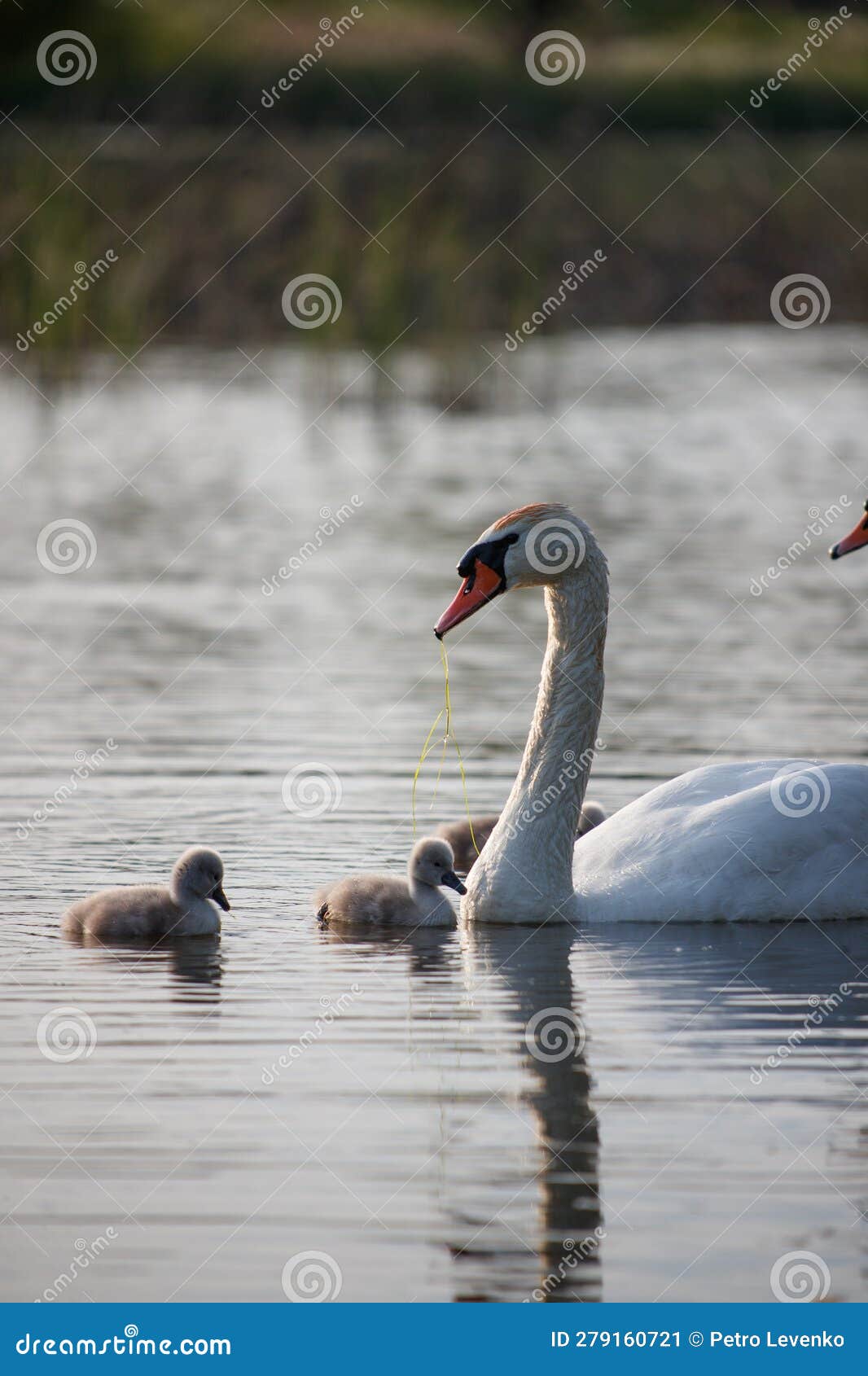 Swan in Spring, Beautiful Water Birds Swan on the Lake in Spring, in ...