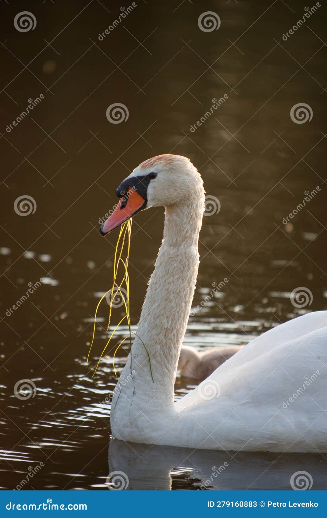 Swan in Spring, Beautiful Water Birds Swan on the Lake in Spring, in ...