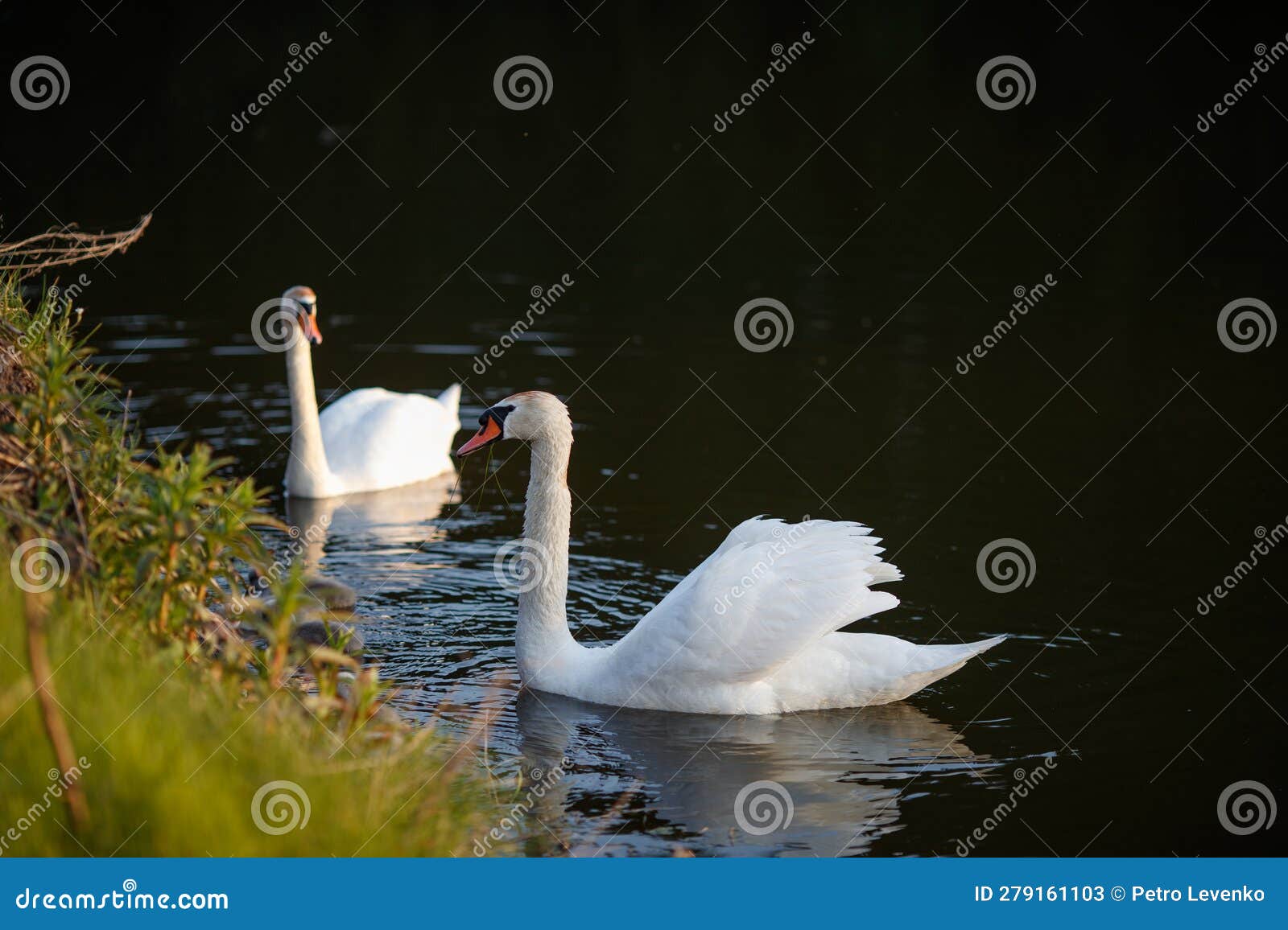 Swan in Spring, Beautiful Water Birds Swan on the Lake in Spring, in ...