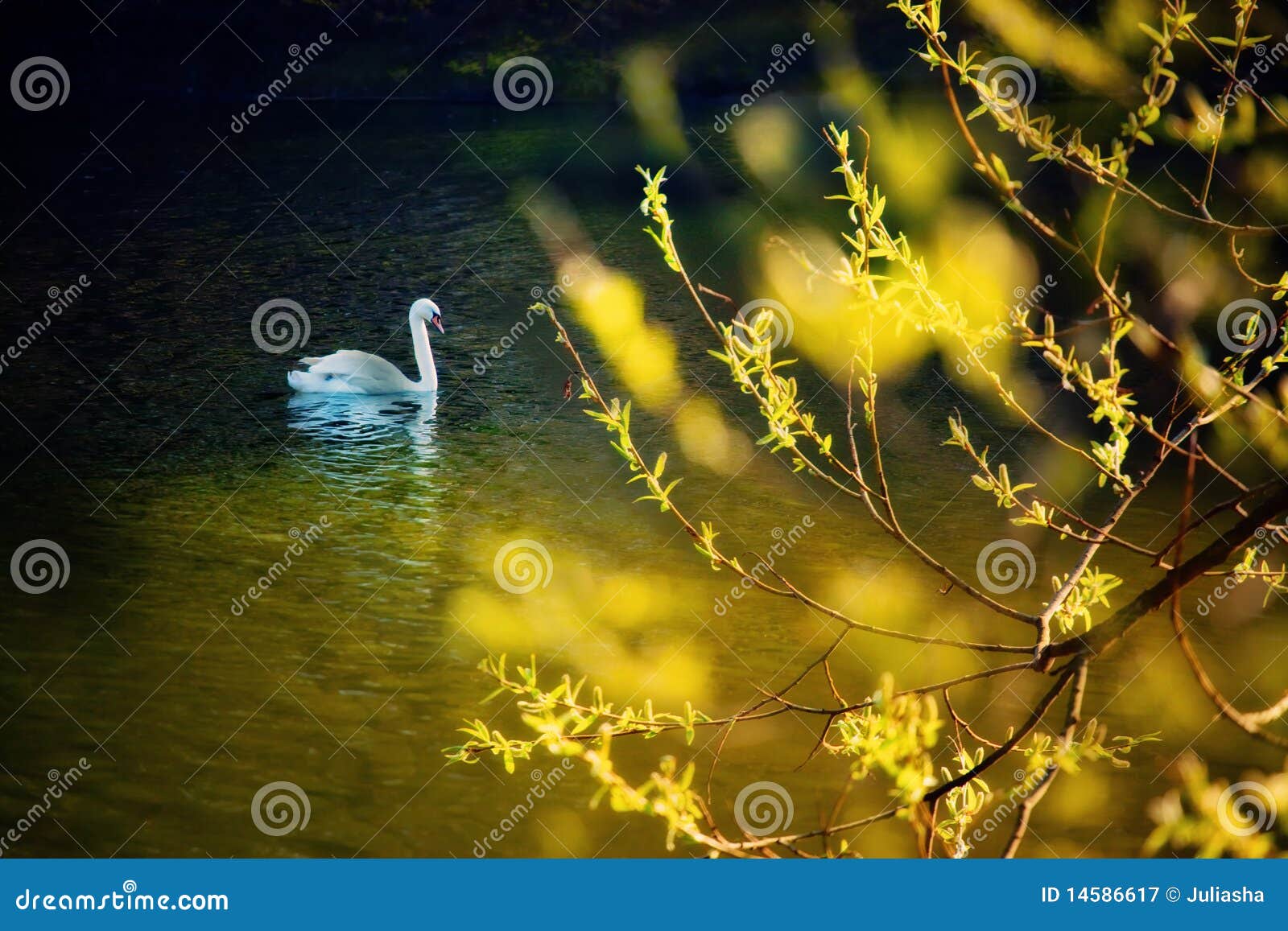 Swan in the spring pond stock image. Image of profile - 14586617