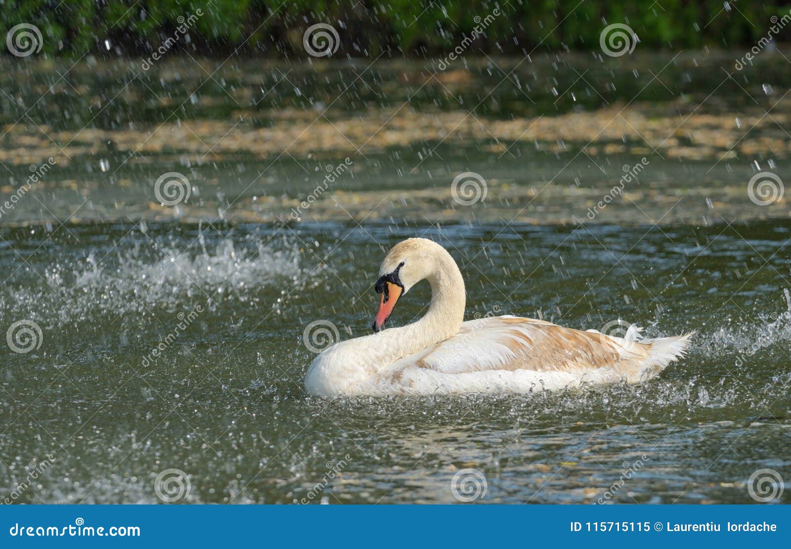 Swan in spring rain stock image. Image of family, peaceful - 115715115