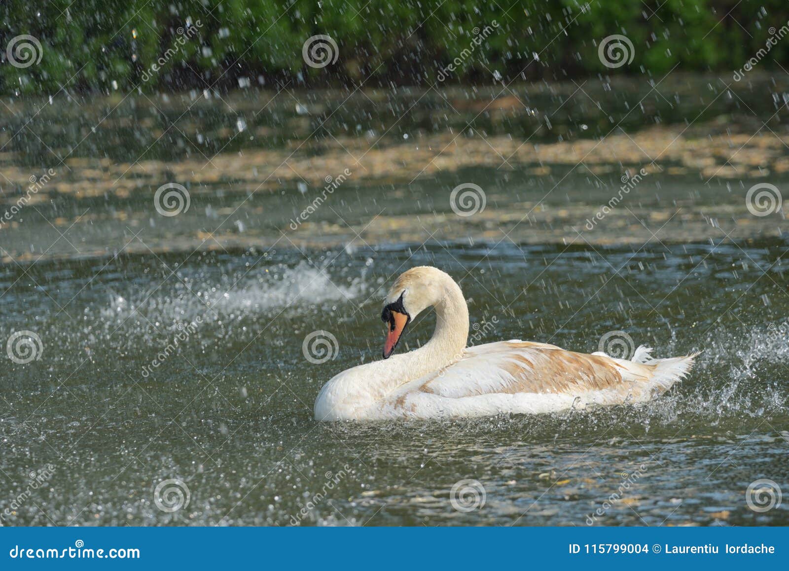 Swan in spring rain stock photo. Image of neck, animals - 115799004