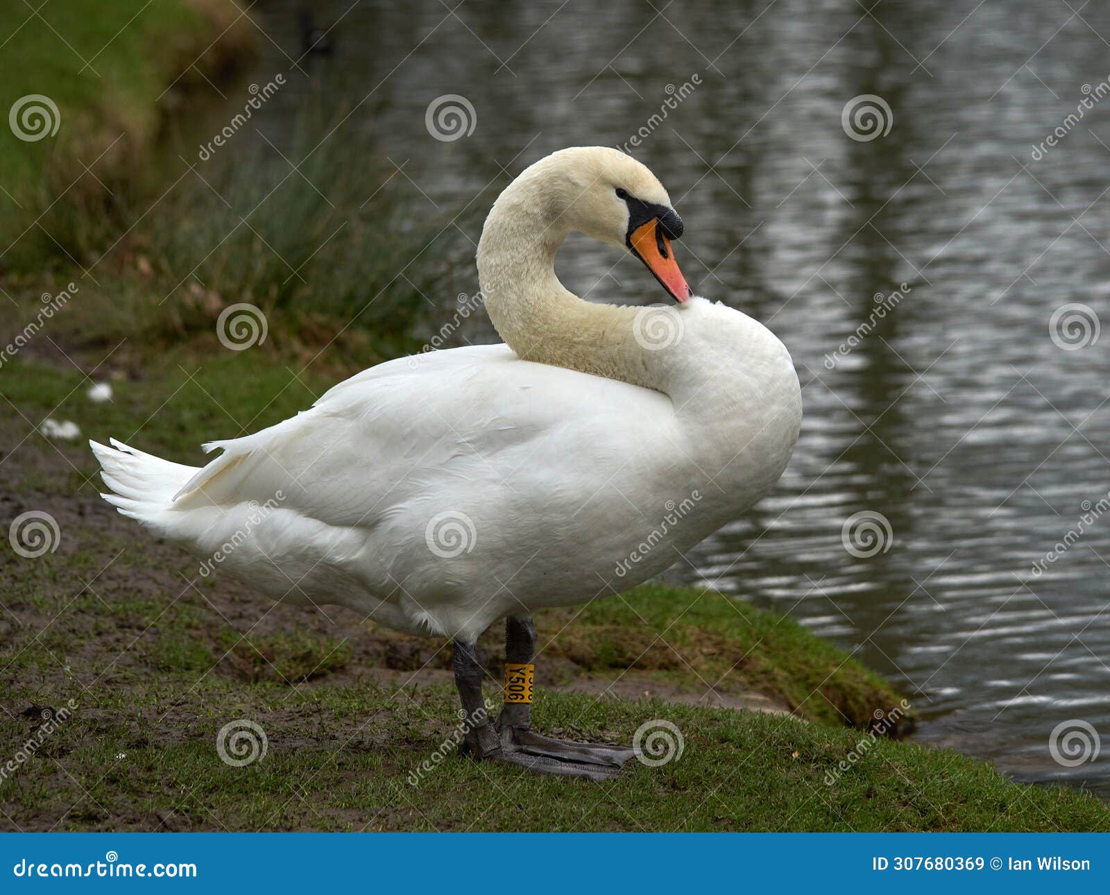 A Swan Standing on the Bank of a Lake Stock Image - Image of duck, pair ...