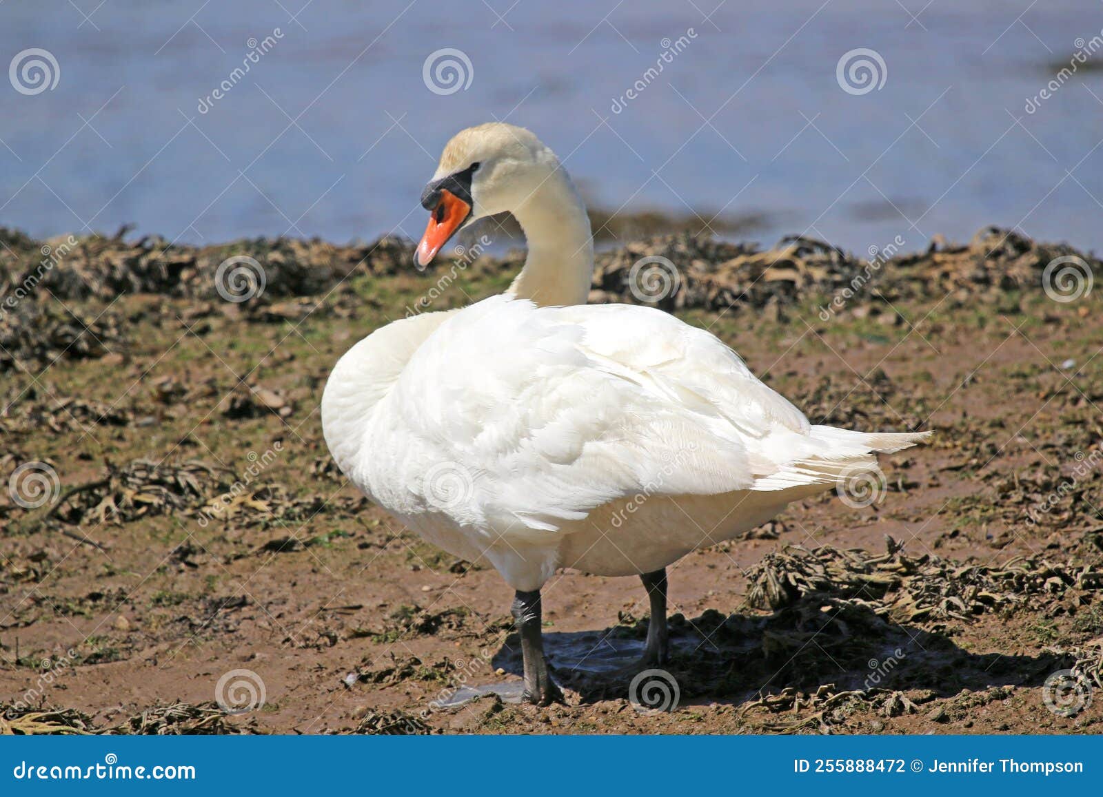 Swan Standing on a River Bank Stock Photo - Image of river, wings ...