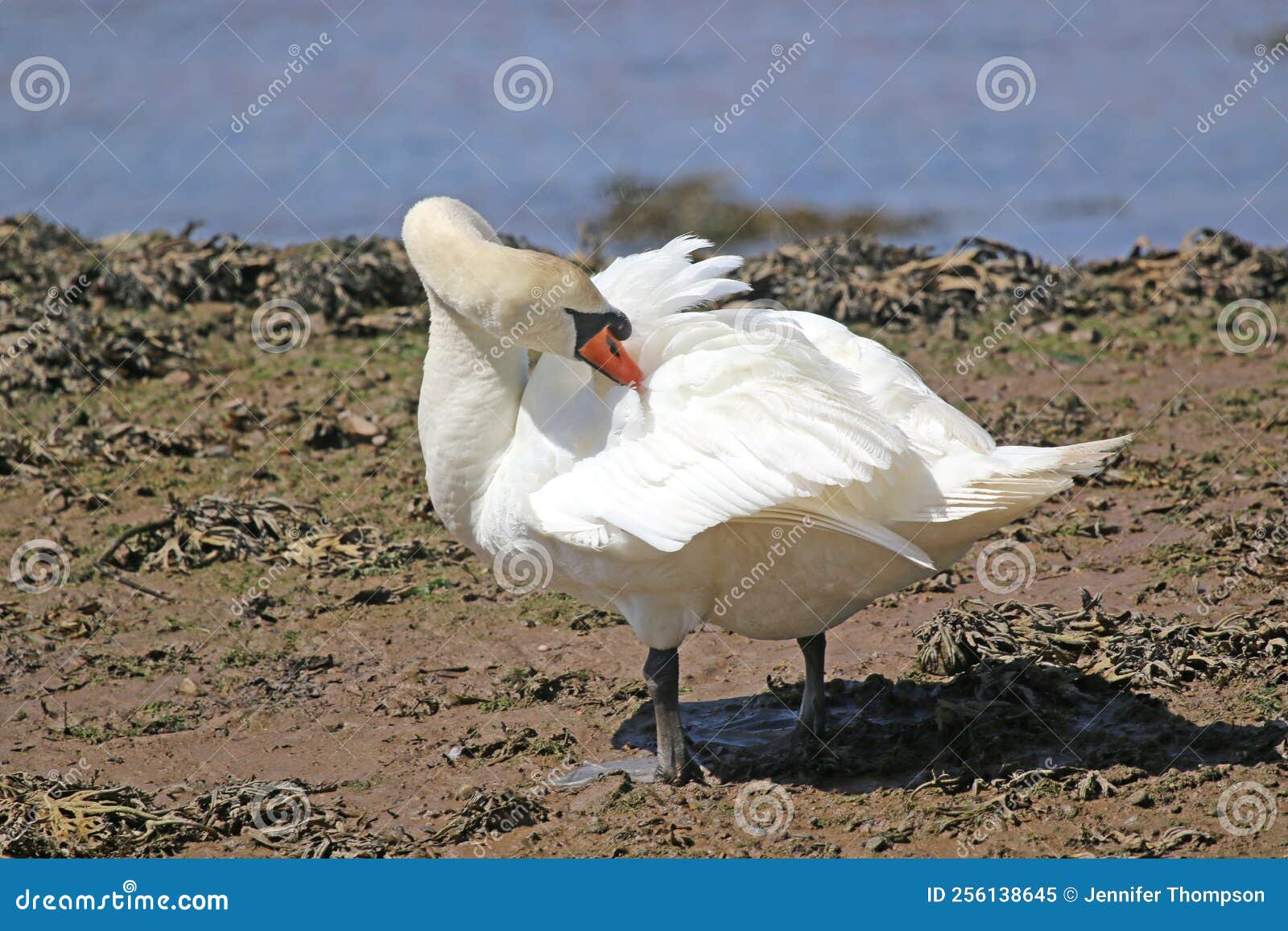 Swan Standing on a River Bank Stock Image - Image of mute, wildlife ...