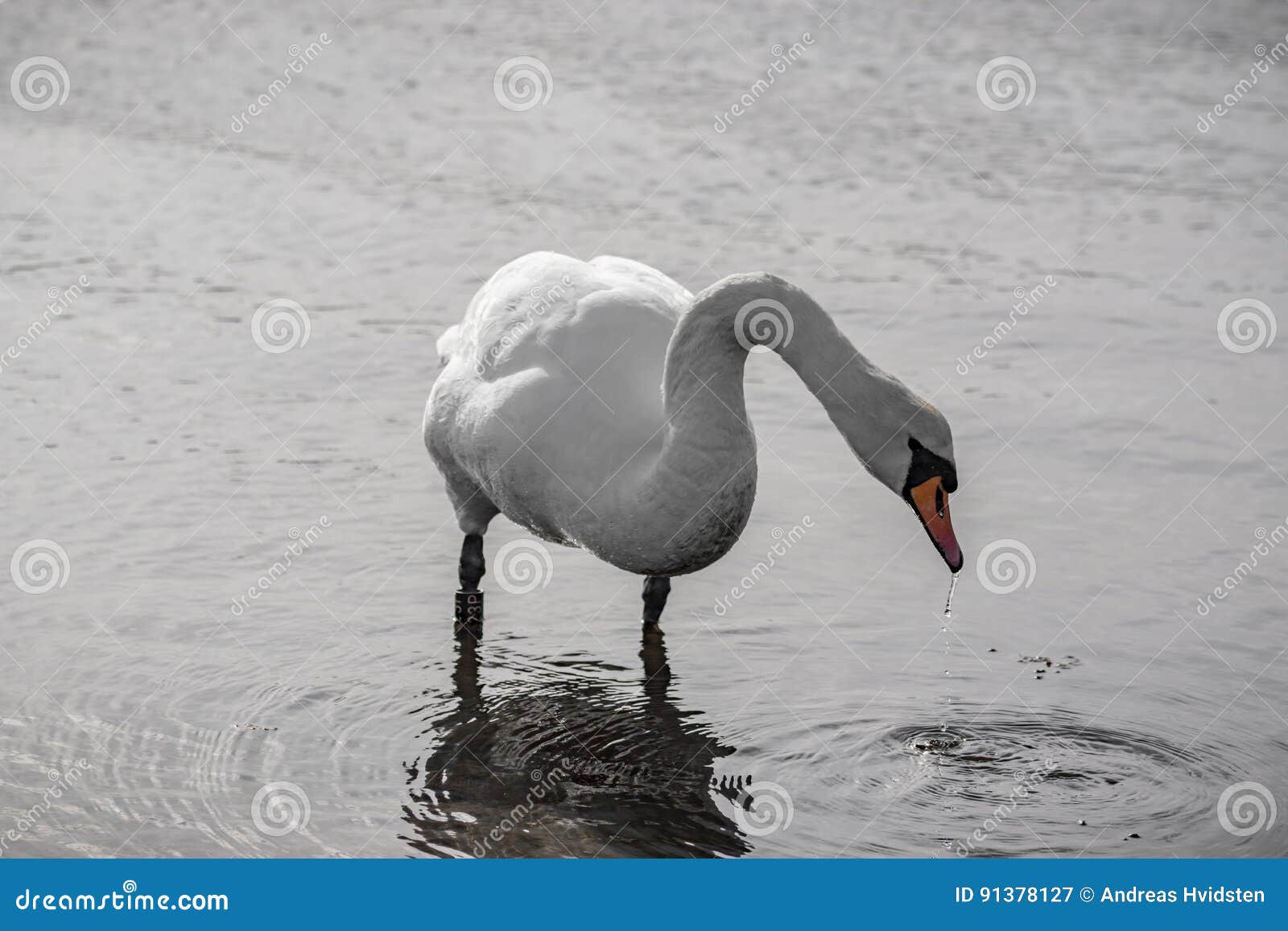Swan standing up stock image. Image of europe, clear - 91378127