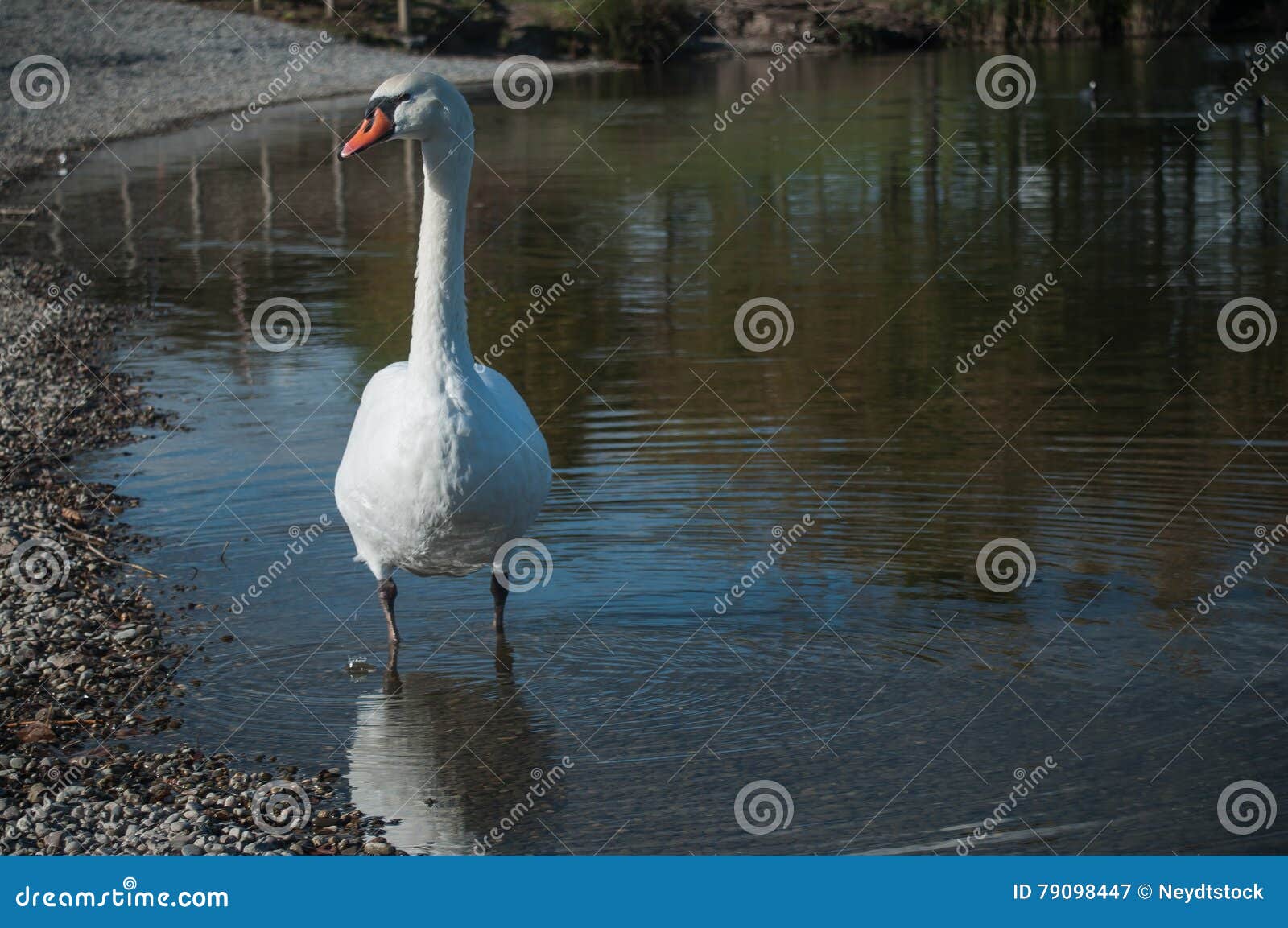 Swan standing in the water stock image. Image of bird - 79098447