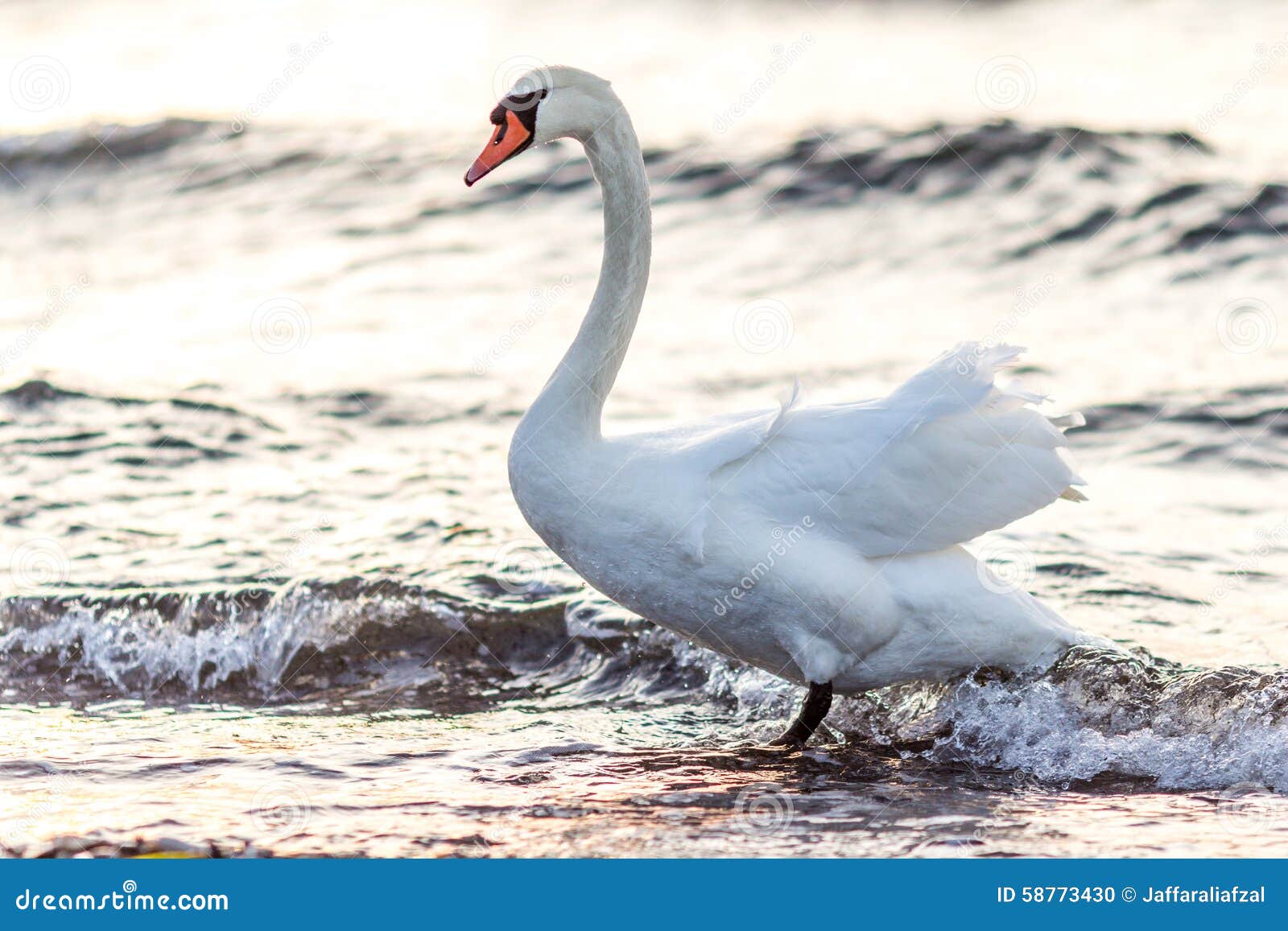 Swan standing in water stock photo. Image of water, white - 58773430