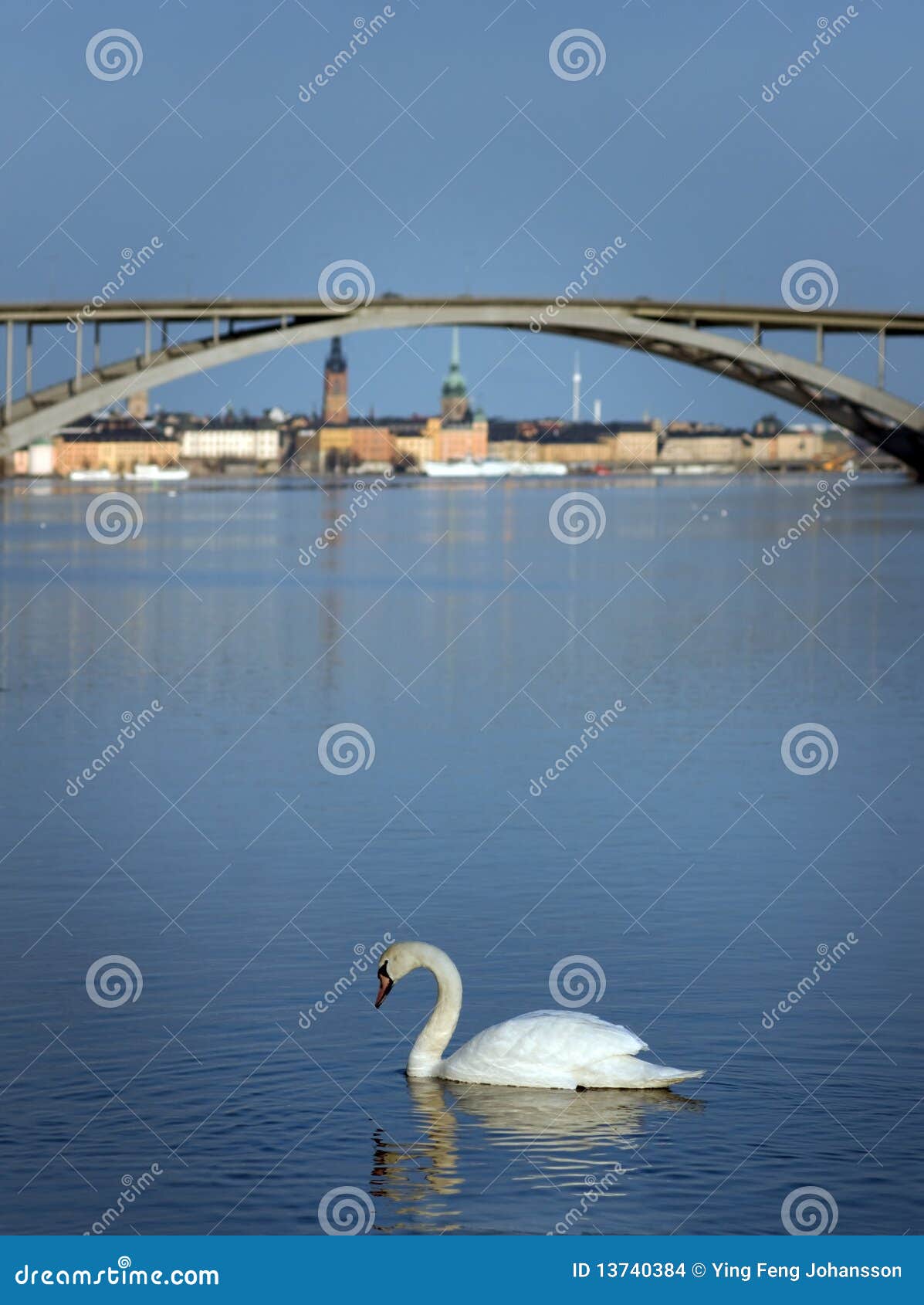 Swan in Stockholm stock photo. Image of location, laren - 13740384
