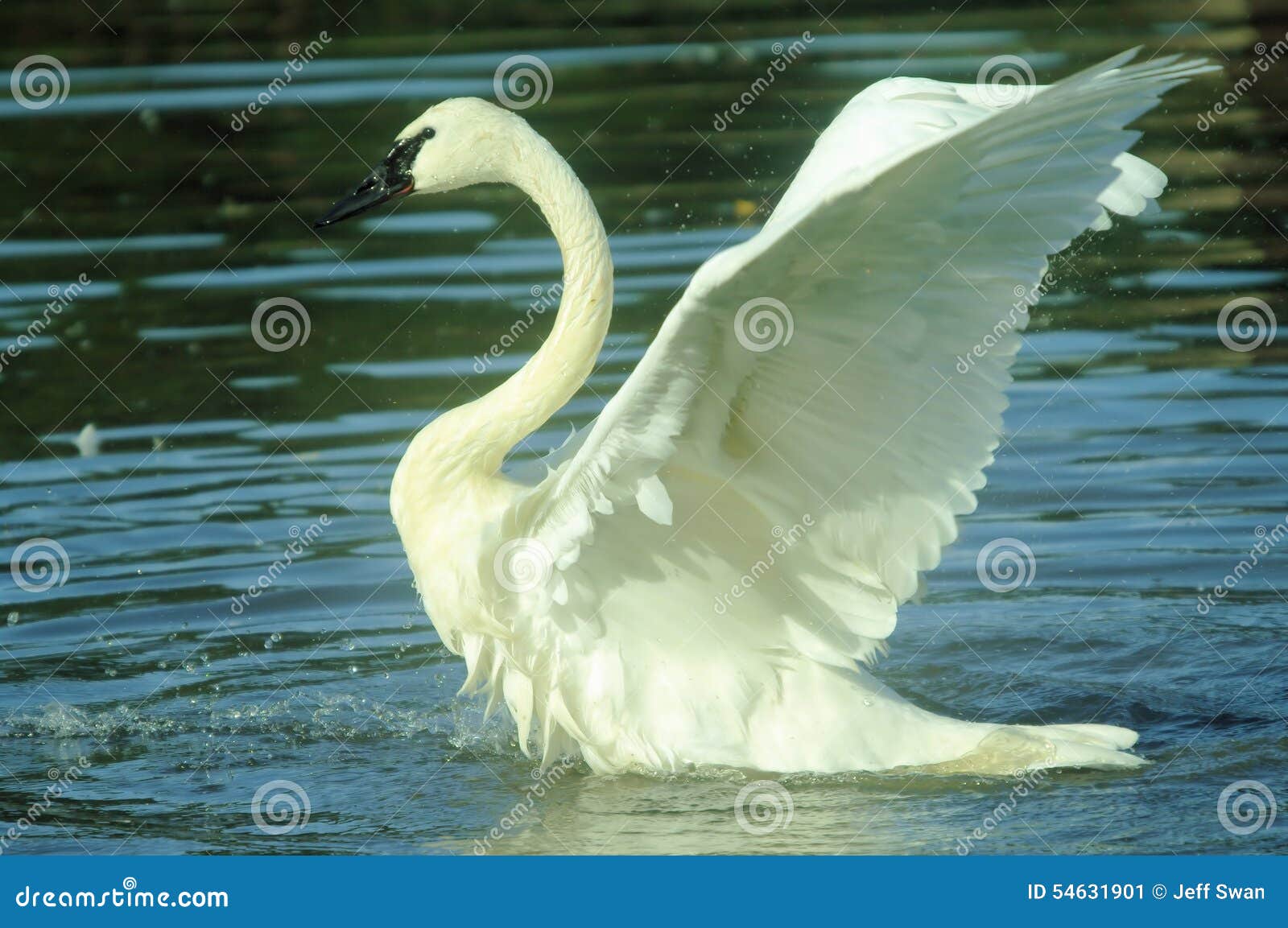 Swan stock image. Image of feathers, wings, wildlife - 54631901