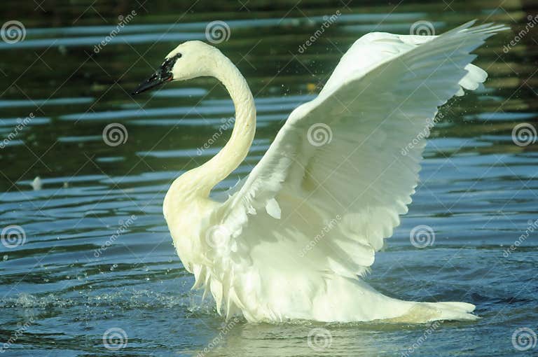 Swan stock image. Image of feathers, wings, wildlife - 54631901