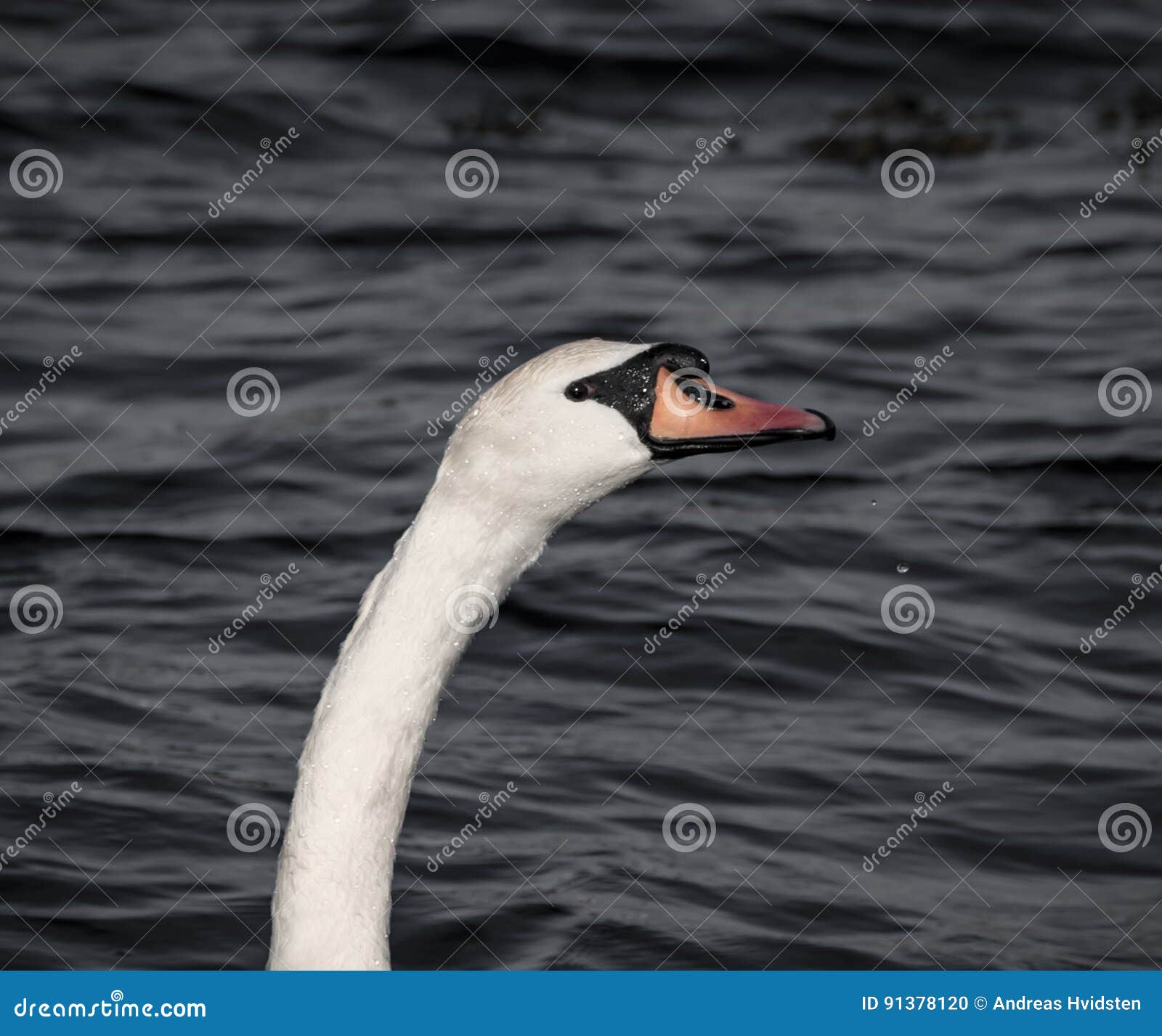 Swan stretching neck stock photo. Image of focus, large - 91378120