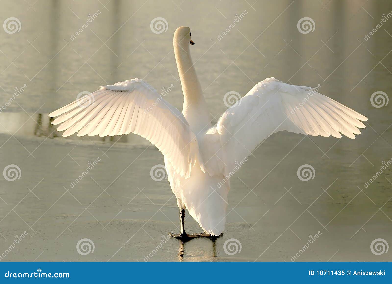 Swan Stretching Out Its Wings On A Frozen Lake Royalty-Free Stock ...