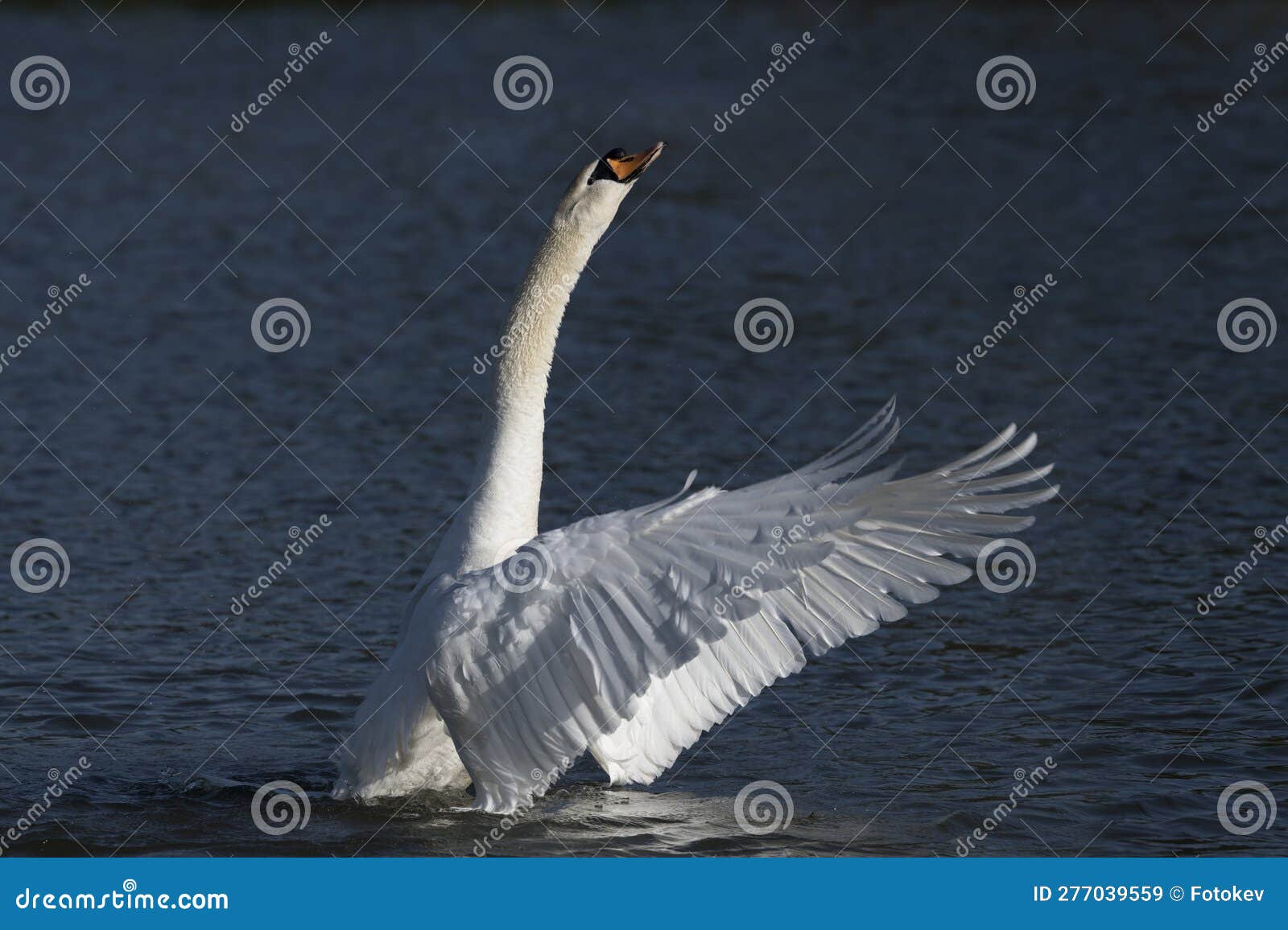 Swan stretching up high stock image. Image of swan, prompt - 277039559