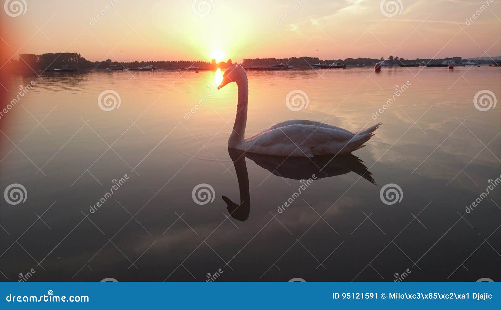 Swan and sunrise stock image. Image of sunrise, reflection - 95121591