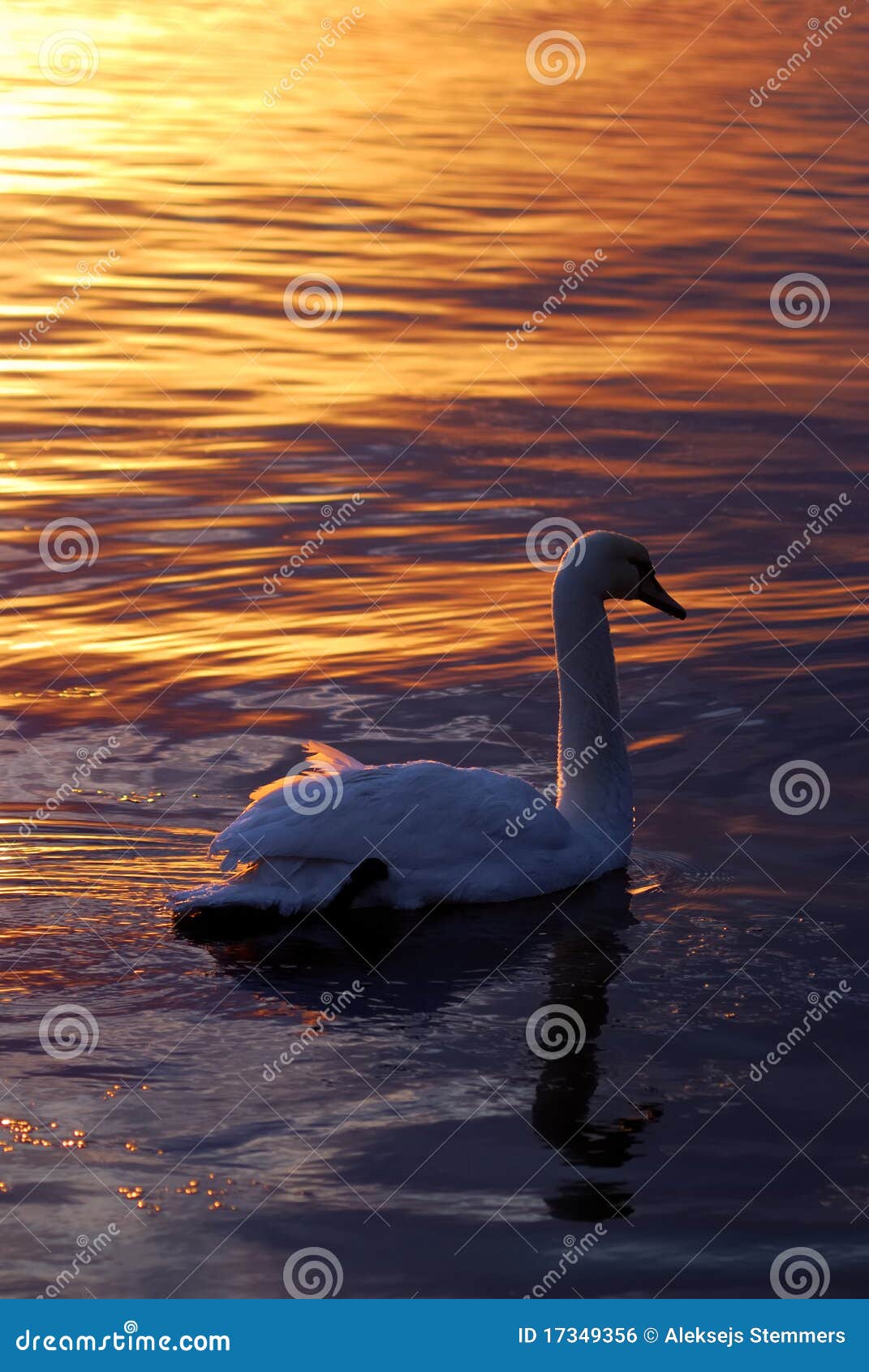 Swan at the sunset stock photo. Image of bird, beauty - 17349356