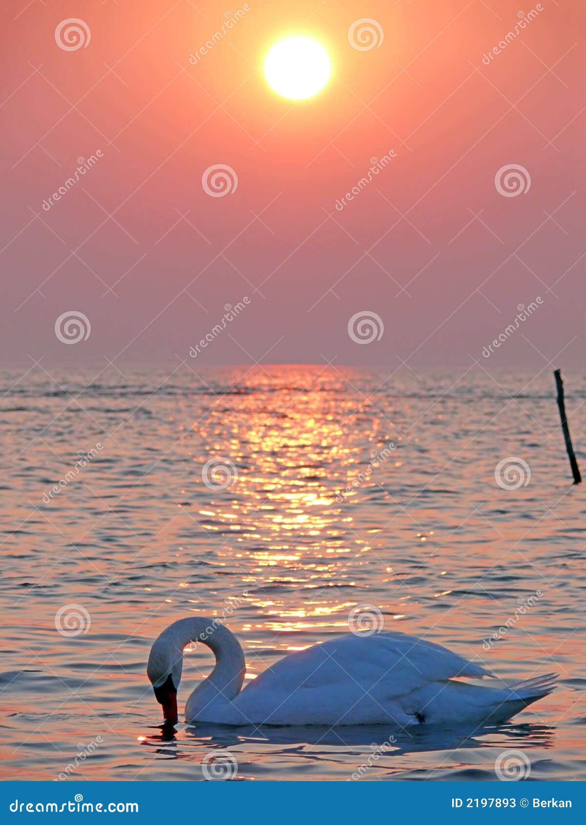 Swan Sunset stock image. Image of card, print, animal - 2197893