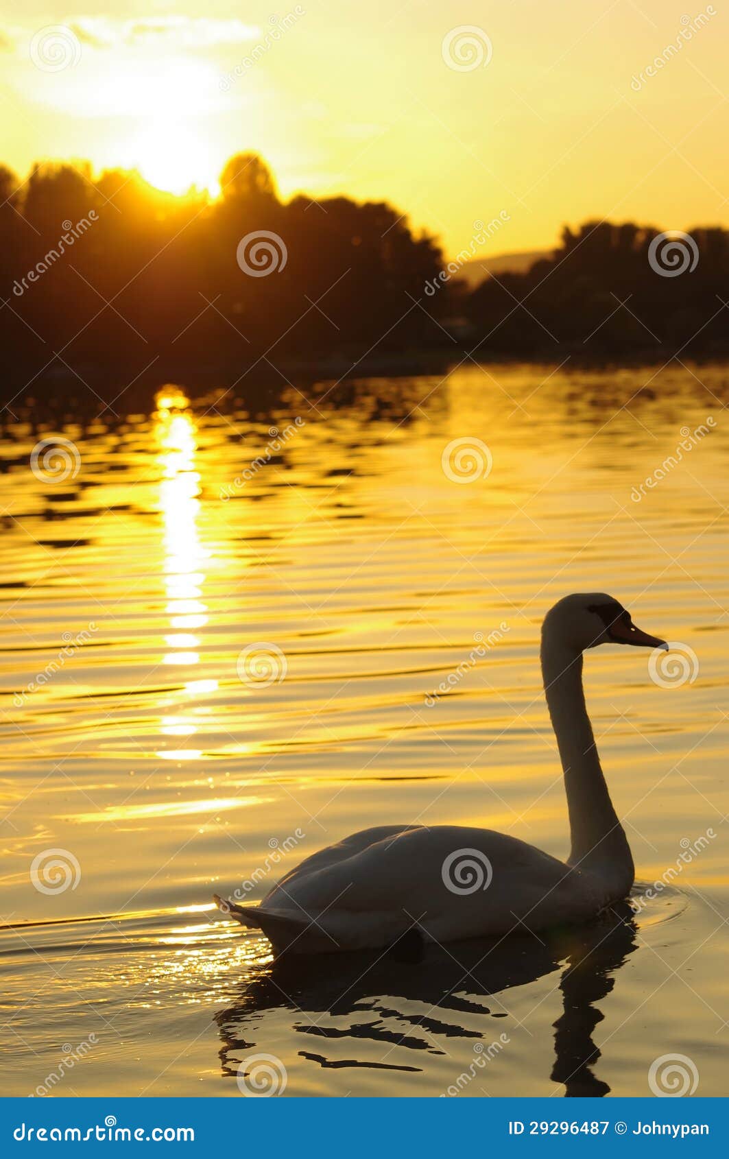 Swan at sunset stock image. Image of orange, twilight - 29296487