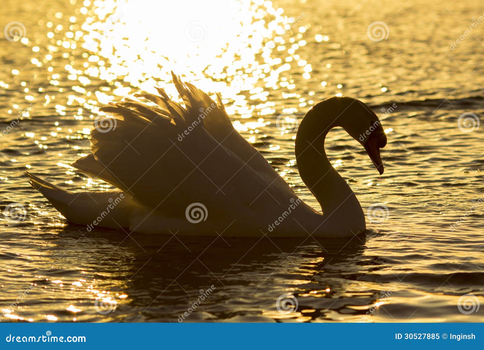 Swan in the sunset stock image. Image of forever, heart - 30527885