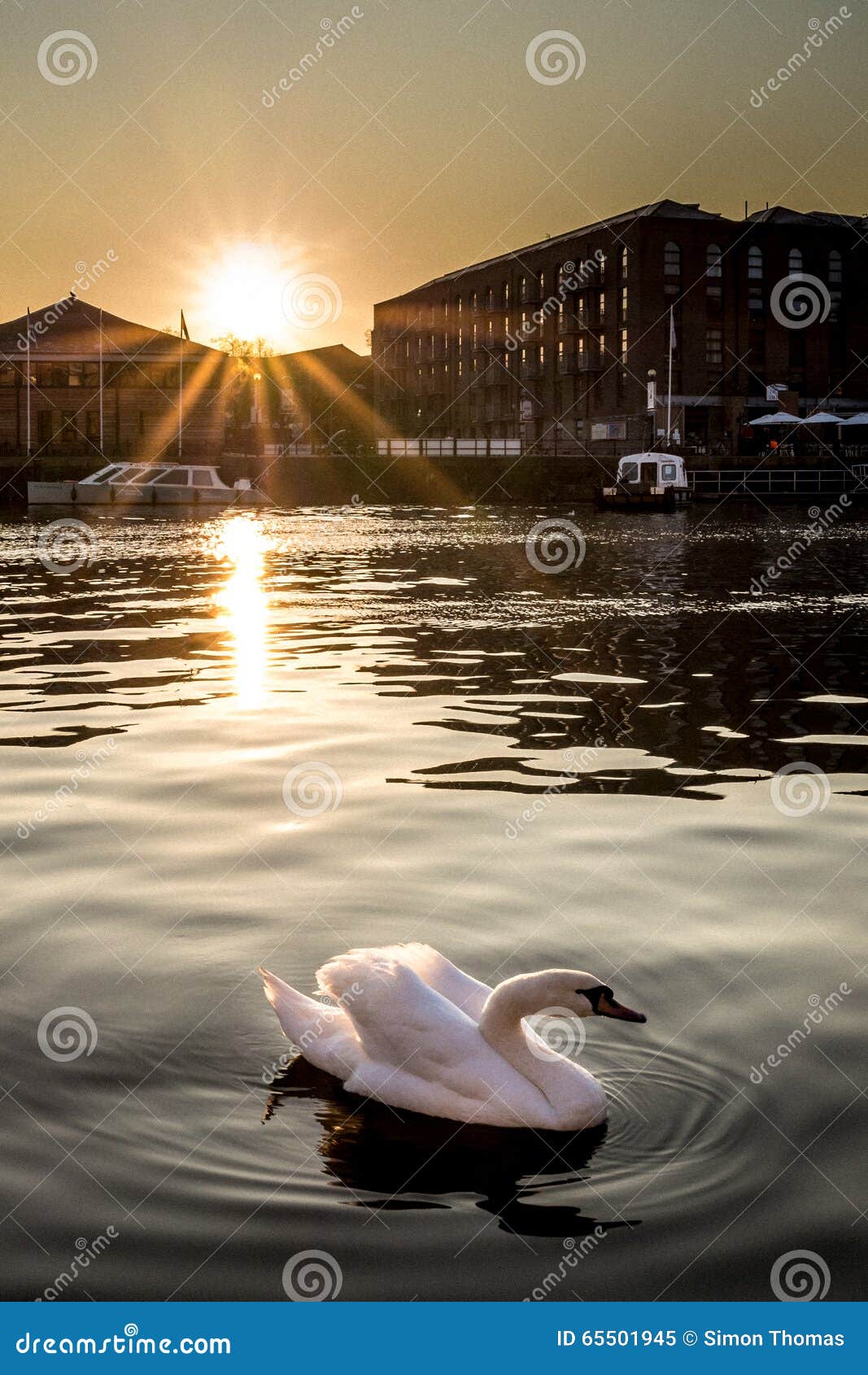 Swan Sunset editorial image. Image of peaceful, swan - 65501945