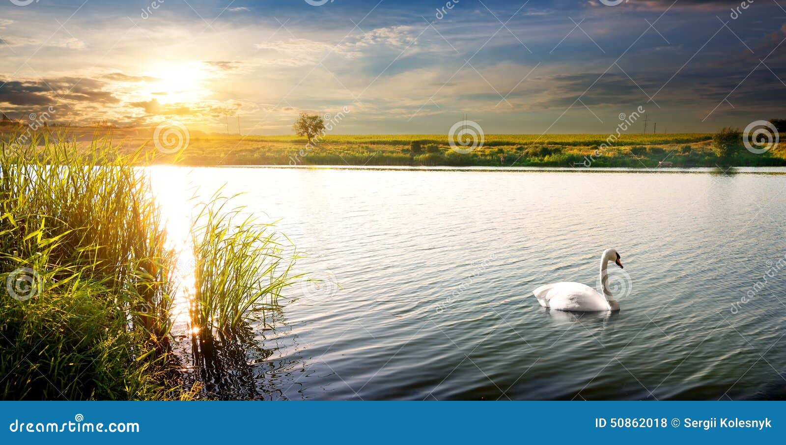 Swan at sunset stock photo. Image of ecology, nature - 50862018