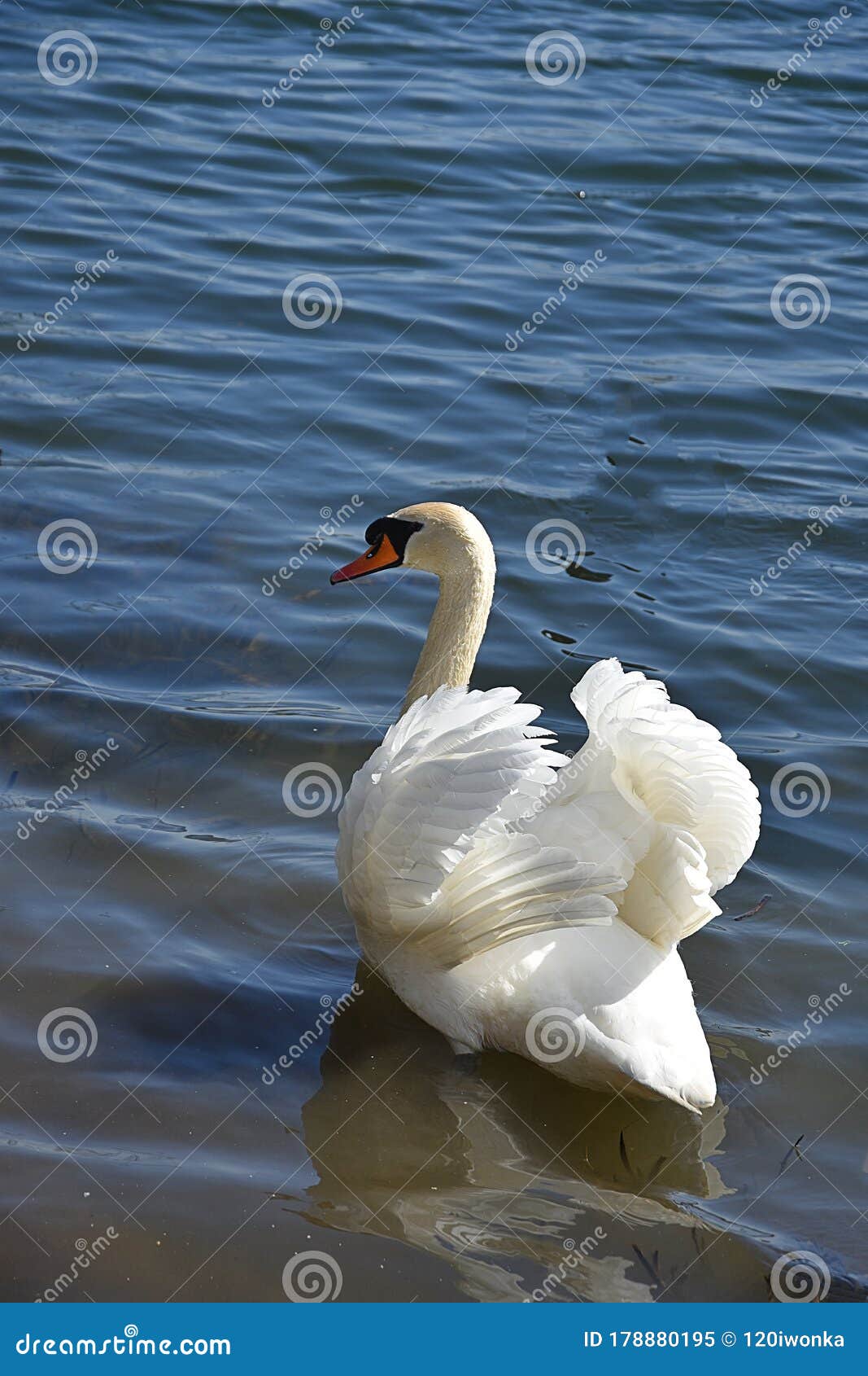 Swan stock image. Image of calm, environment, swan, avian - 178880195