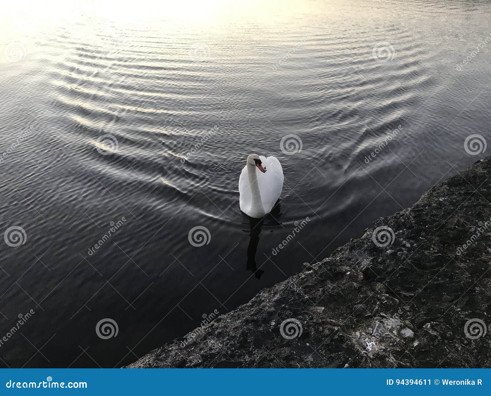 Swan stock image. Image of dangerous, beautiful, swan - 94394611