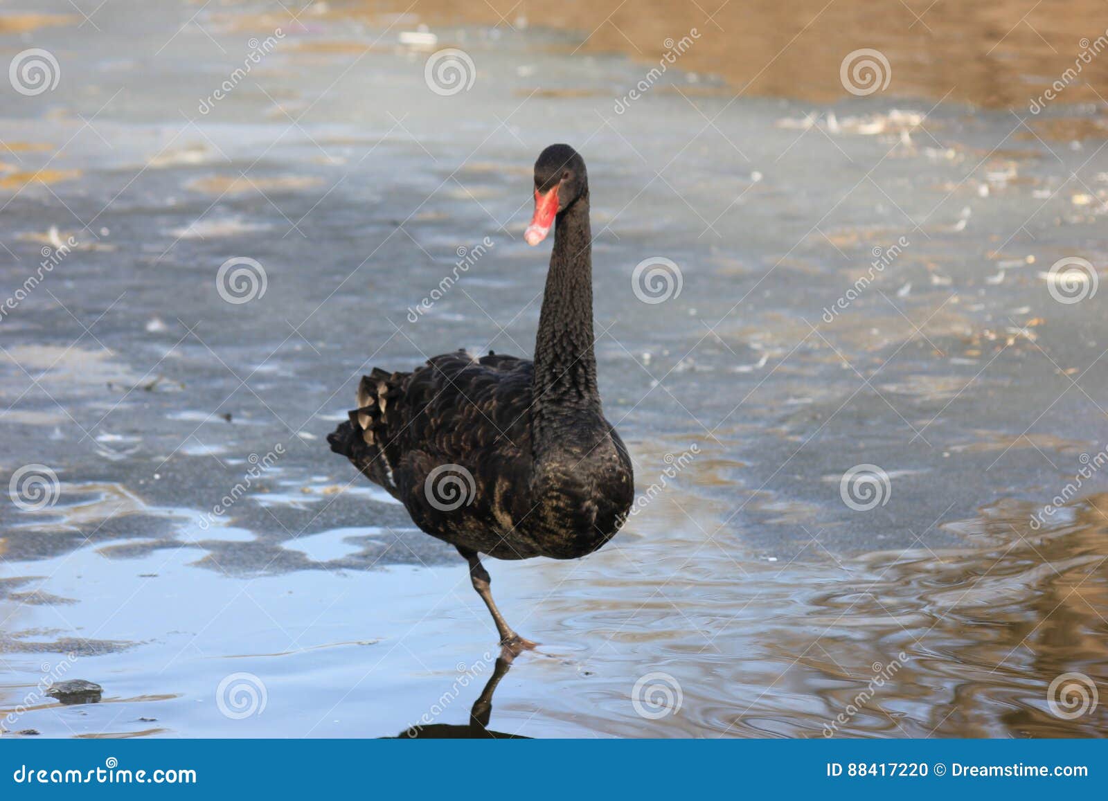 Swan swans stock photo. Image of tree, pink, spines, duck - 88417220