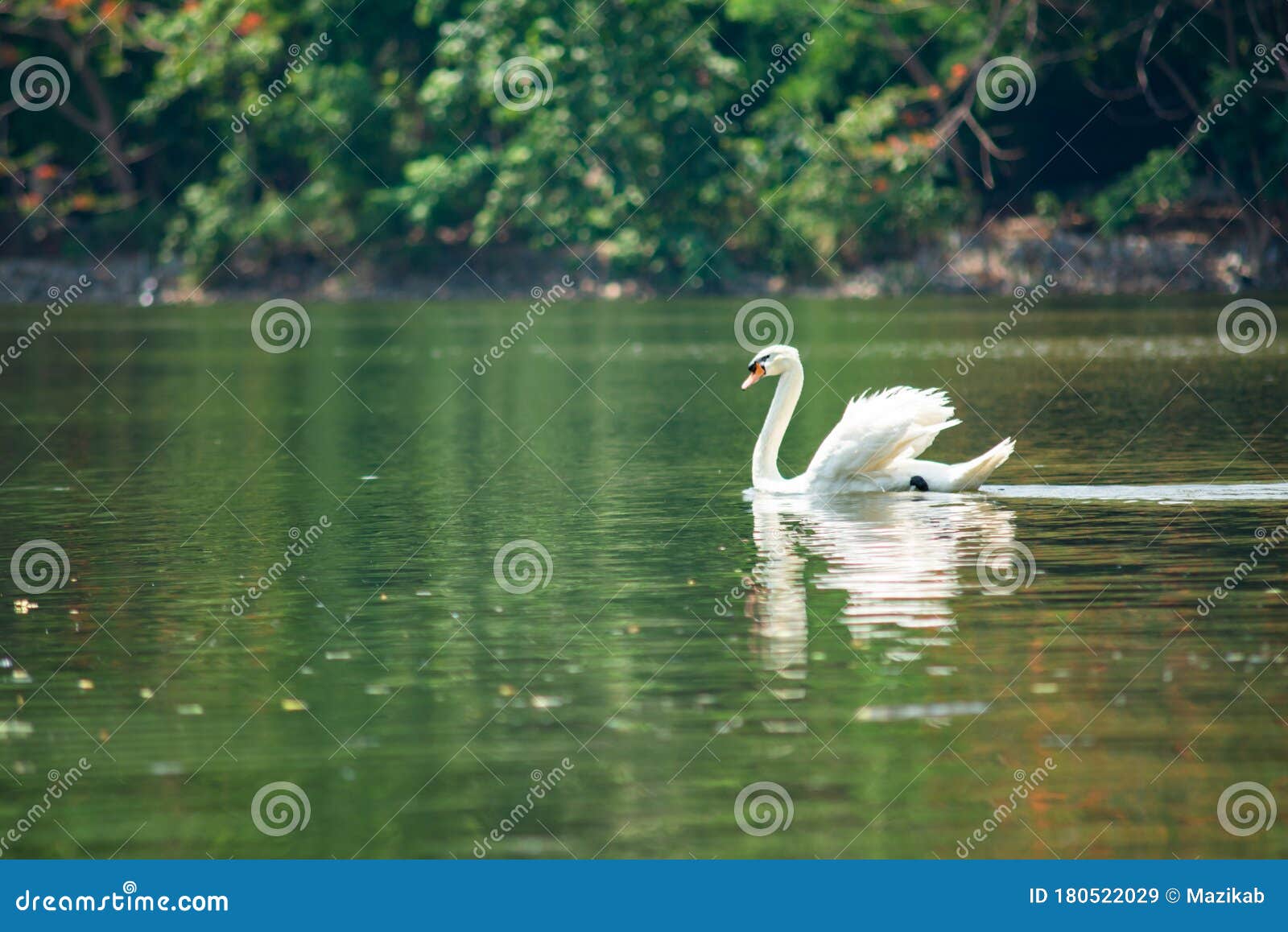 Swan stock image. Image of loving, outdoor, beautiful - 180522029
