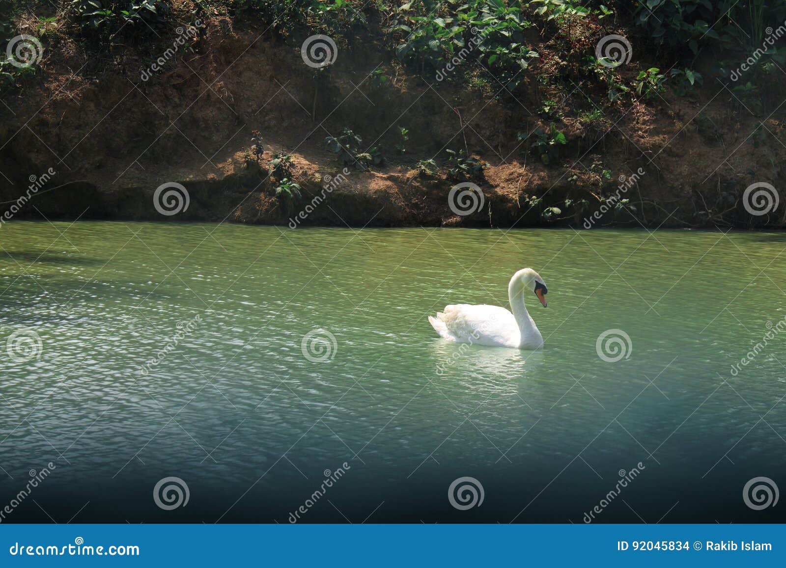 A Swan swim in water stock photo. Image of nature, birds - 92045834