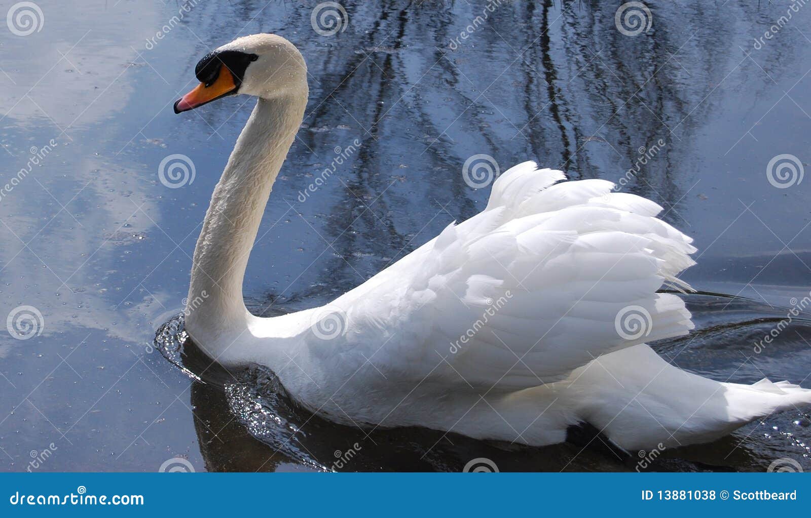 Swan swimming stock photo. Image of reflection, nature - 13881038