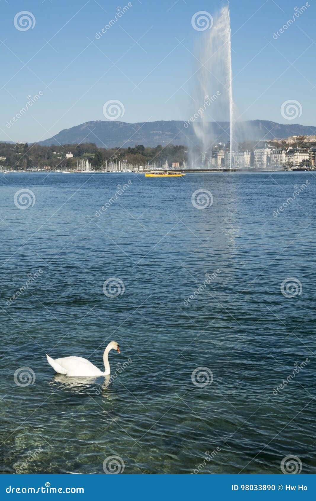 A Swan Swimming in Geneva Lake with Jet at the Back Editorial Image ...