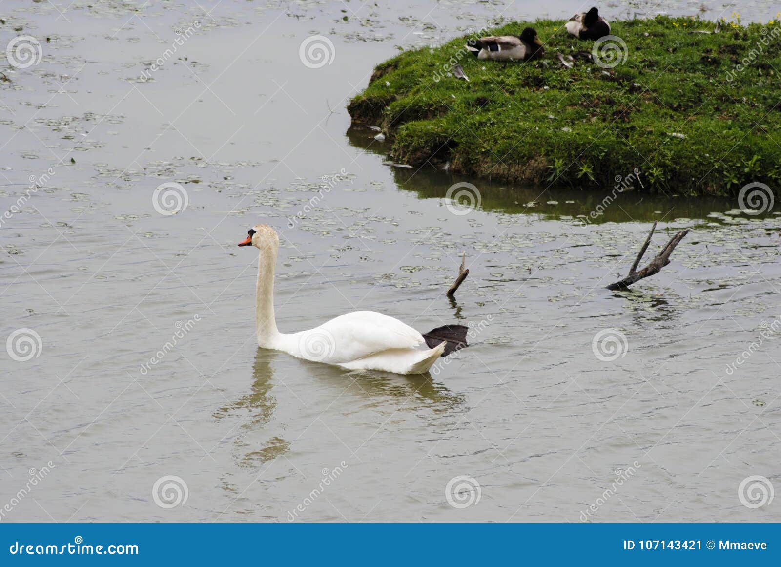 Swan swimming in a lagoon stock image. Image of isle - 107143421