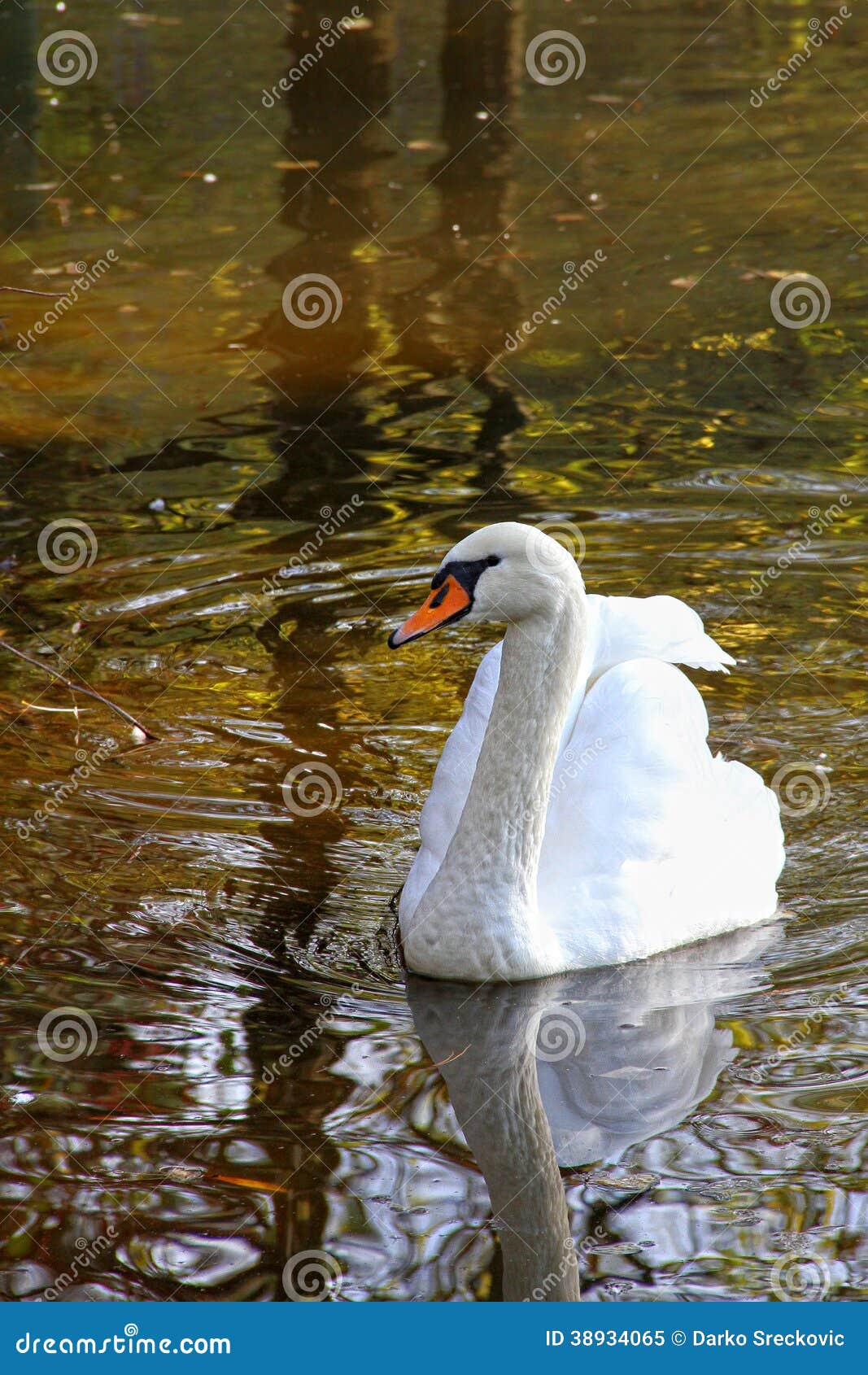 Swan stock image. Image of reflection, tranquility, majestic - 38934065